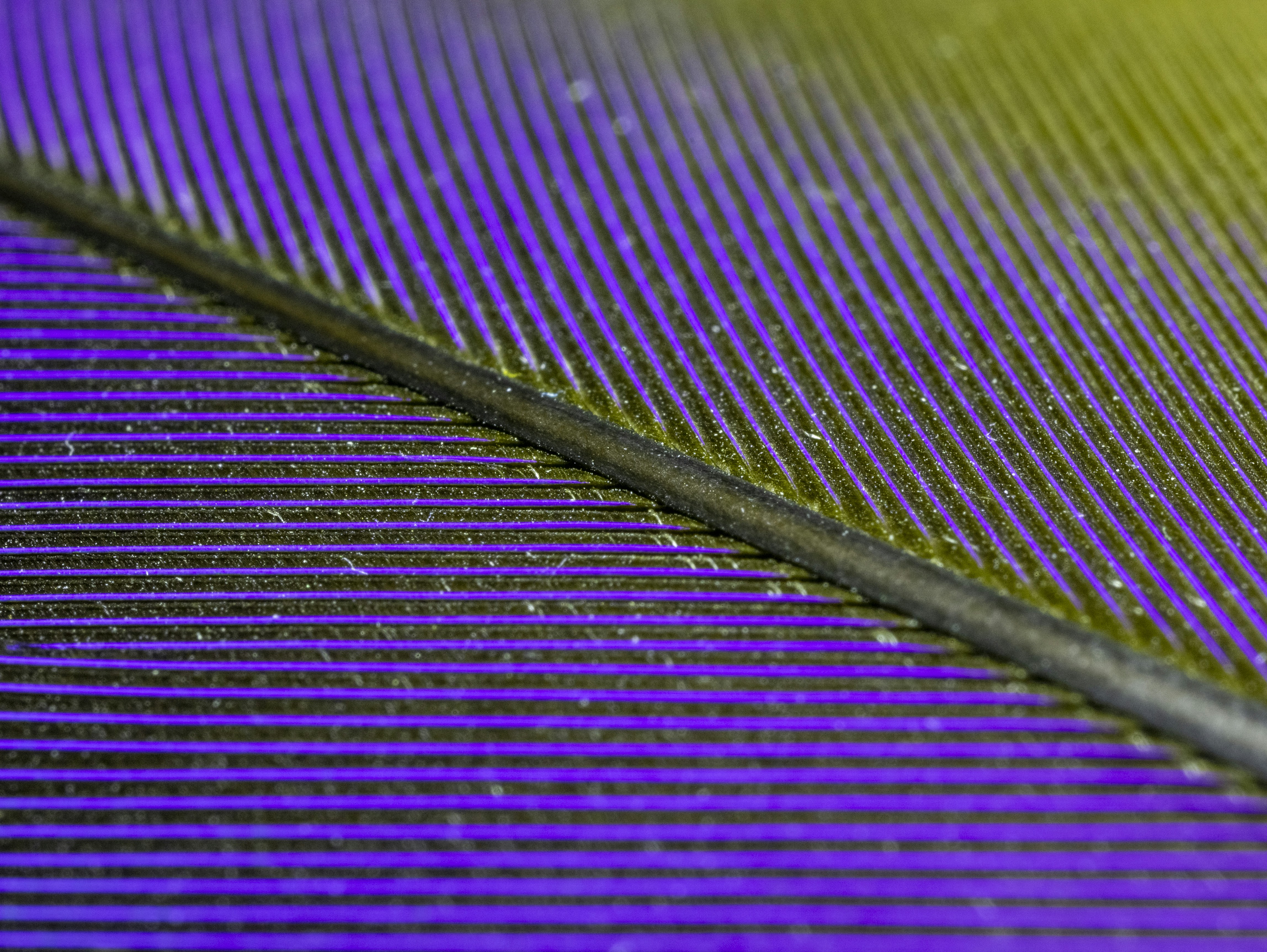 Closeup of a feather displaying intricate lines in vibrant purple and yellow hues.