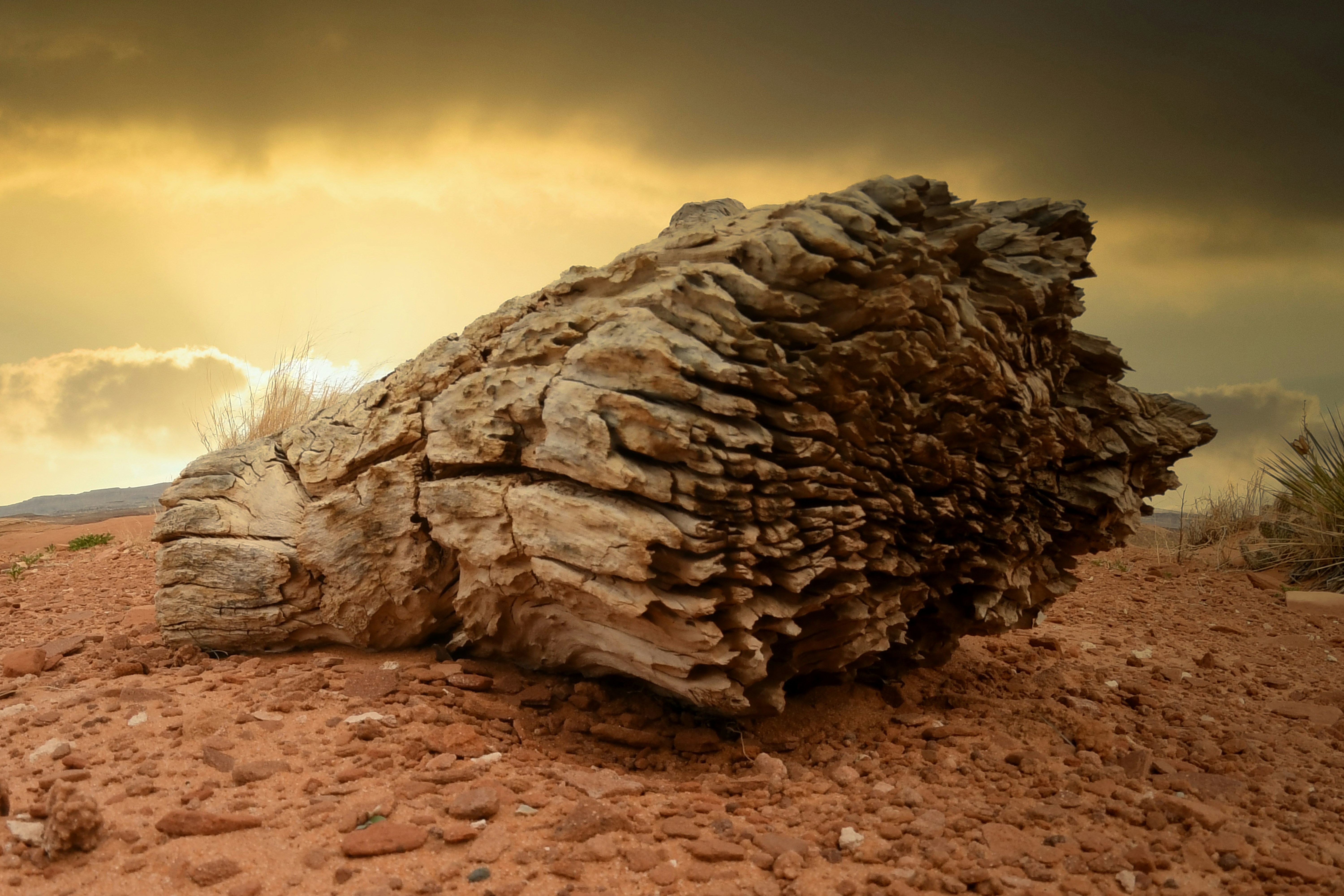 Weathered petrified log rests on red desert soil as the sun sets, casting warm light across its textured surface.
