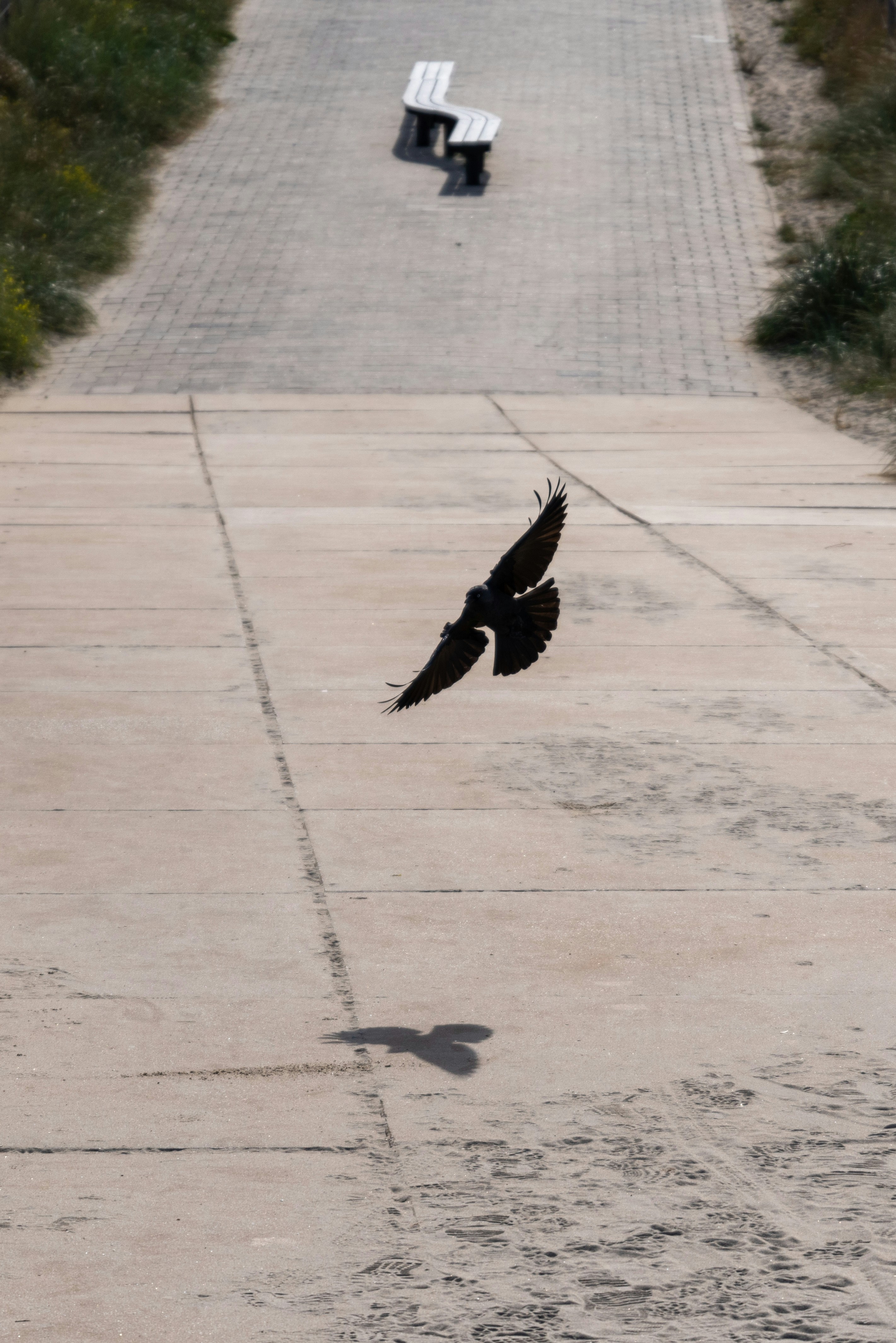A bird flying over a sidewalk with benches in the background photo ...