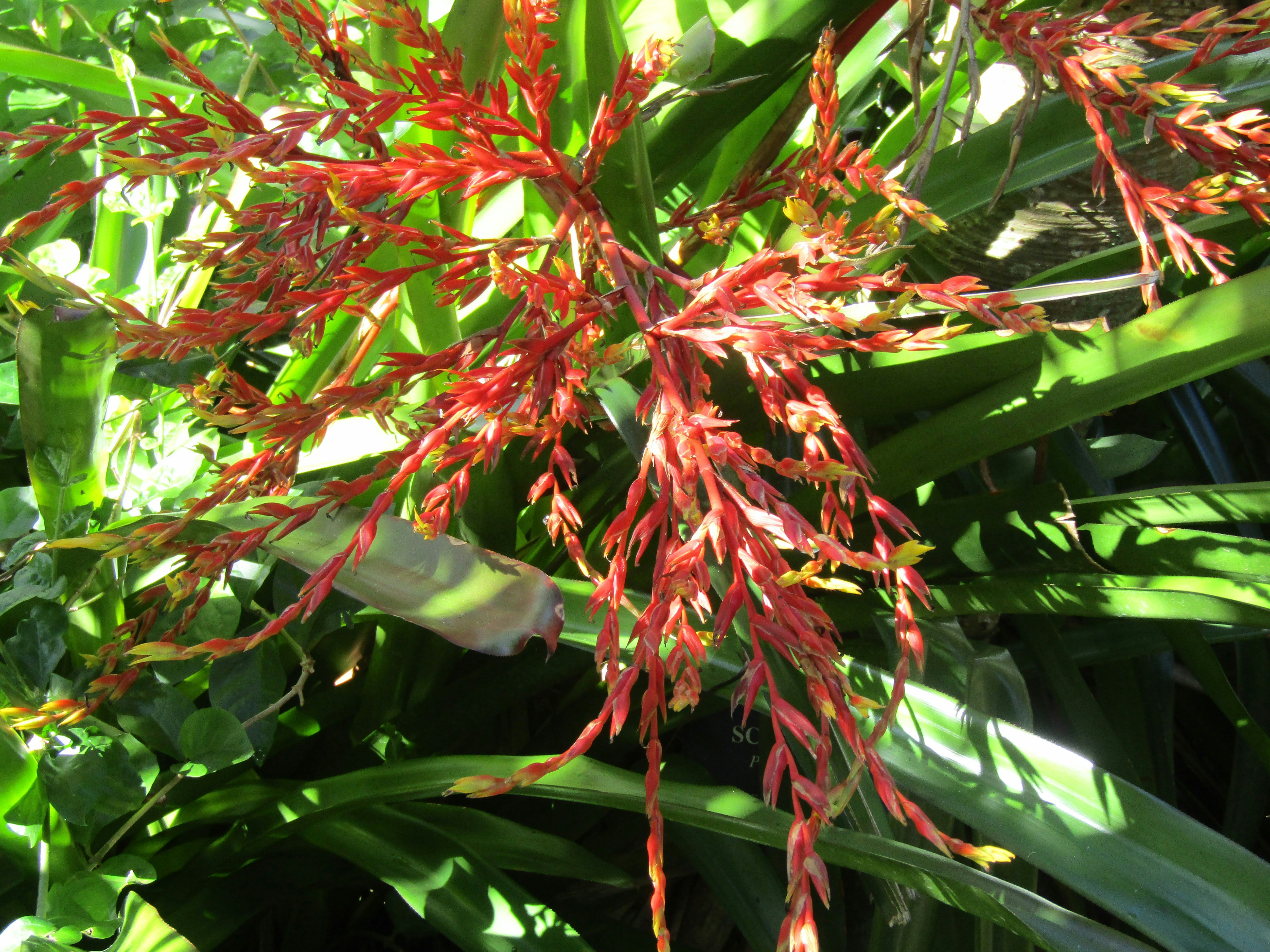 Vibrant red plant with elongated leaves amidst a backdrop of rich green foliage.