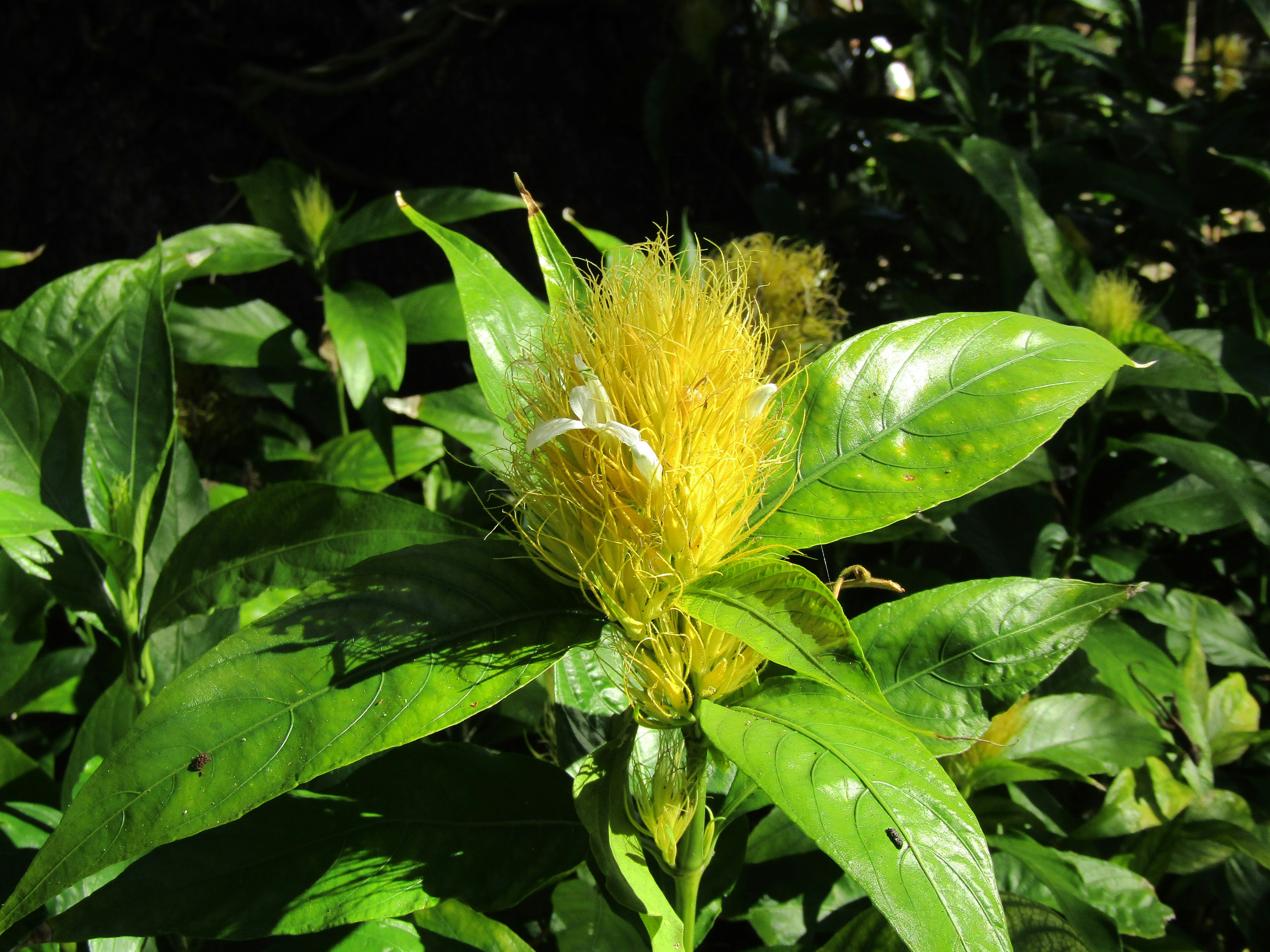 Vibrant yellow flower emerging among lush green leaves, showcasing intricate textures and natural beauty.