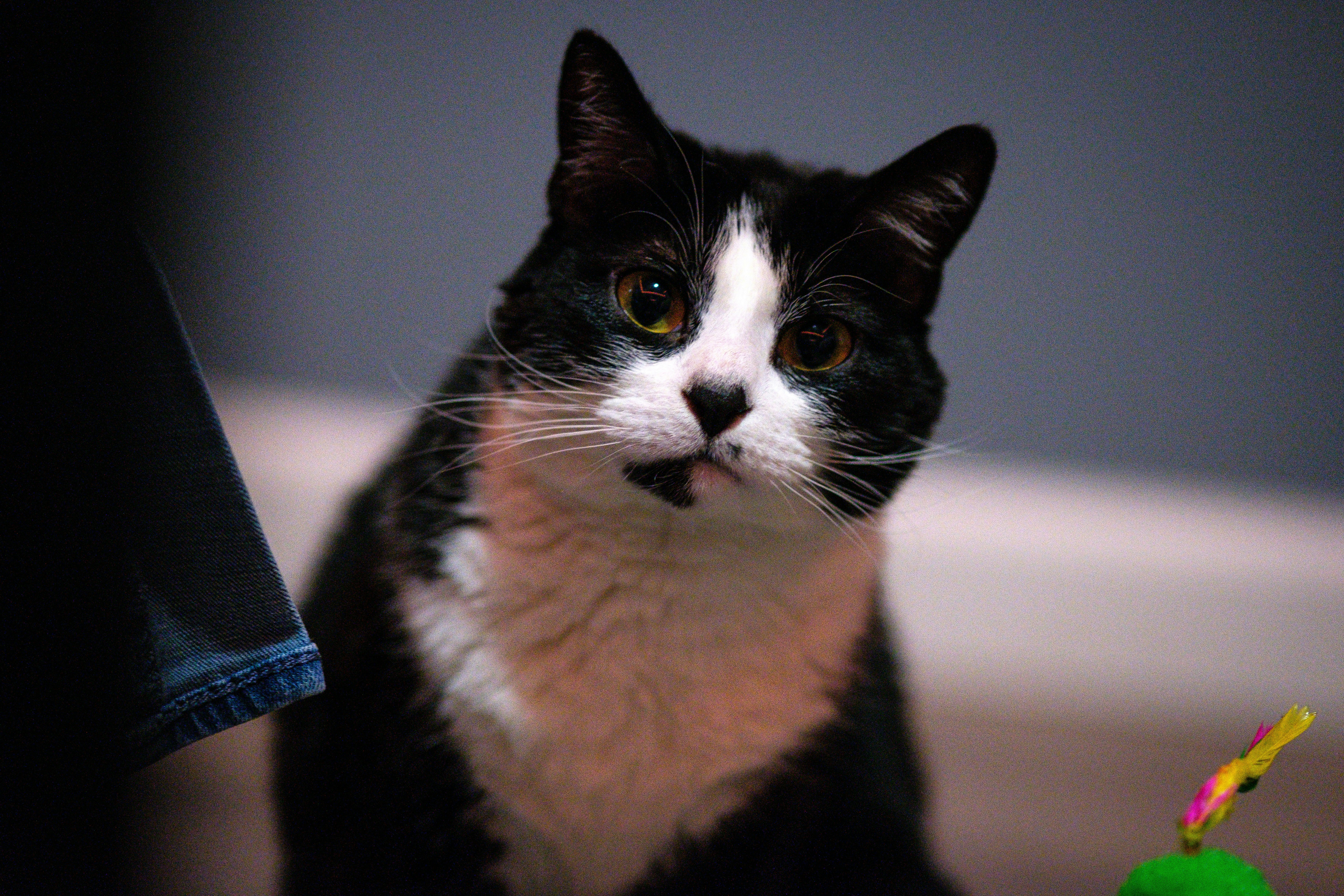 Foto Un gato blanco y negro sentado junto a un juguete – Imagen EE.UU ...