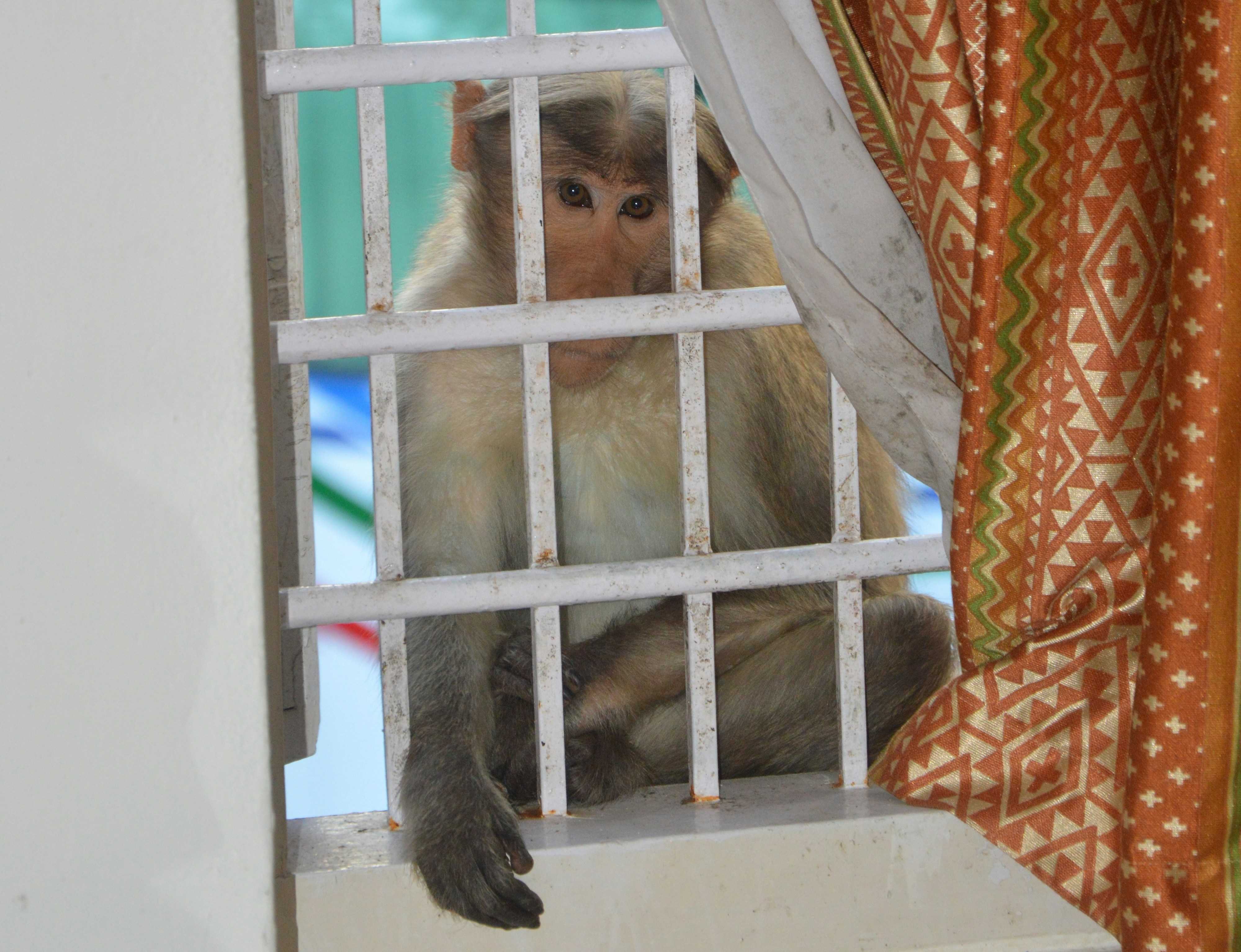 Primate Behind Grilles: A Quiet Gaze Through Bars