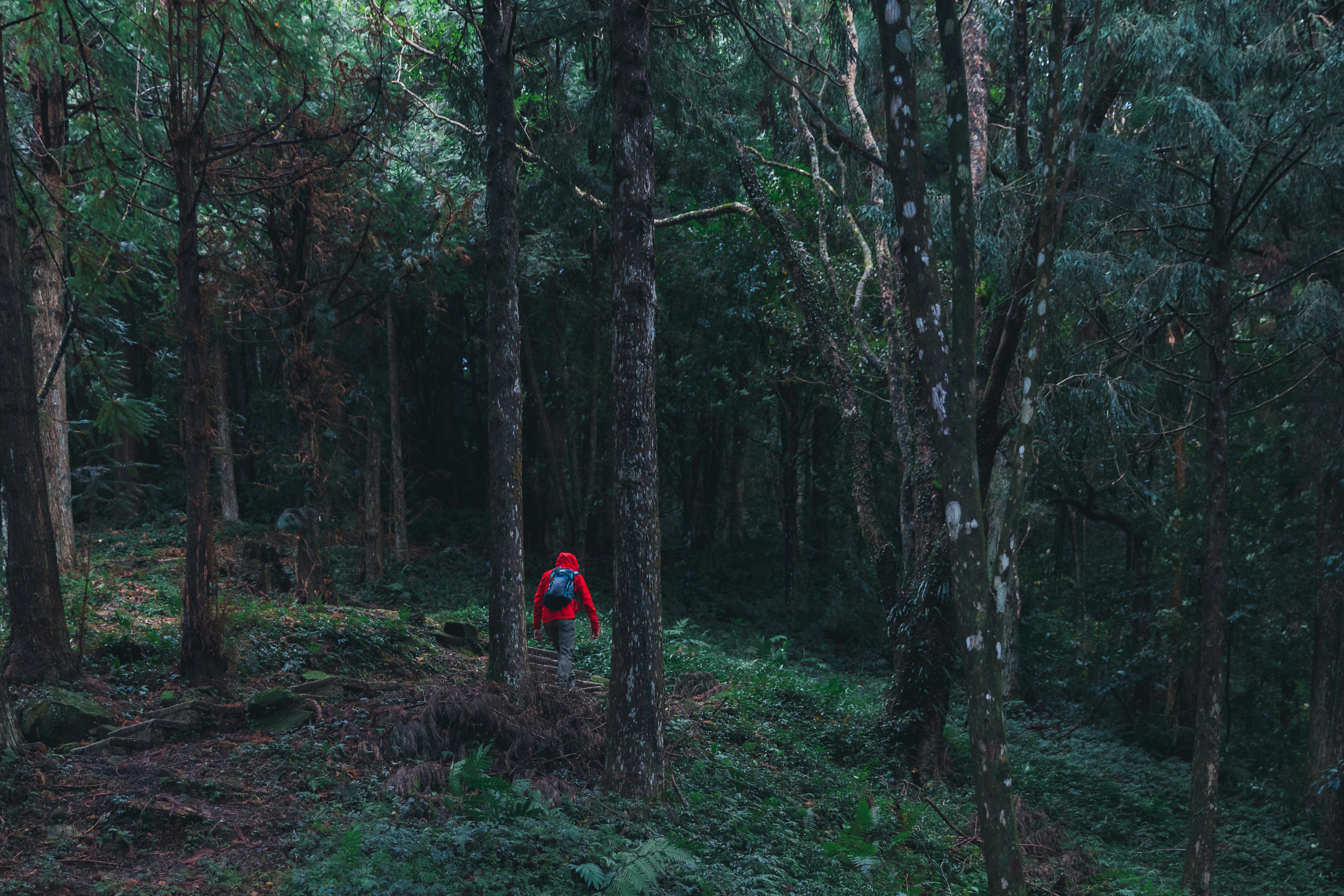 Hiker in a red jacket navigating a dense forest, surrounded by towering trees and lush foliage.
