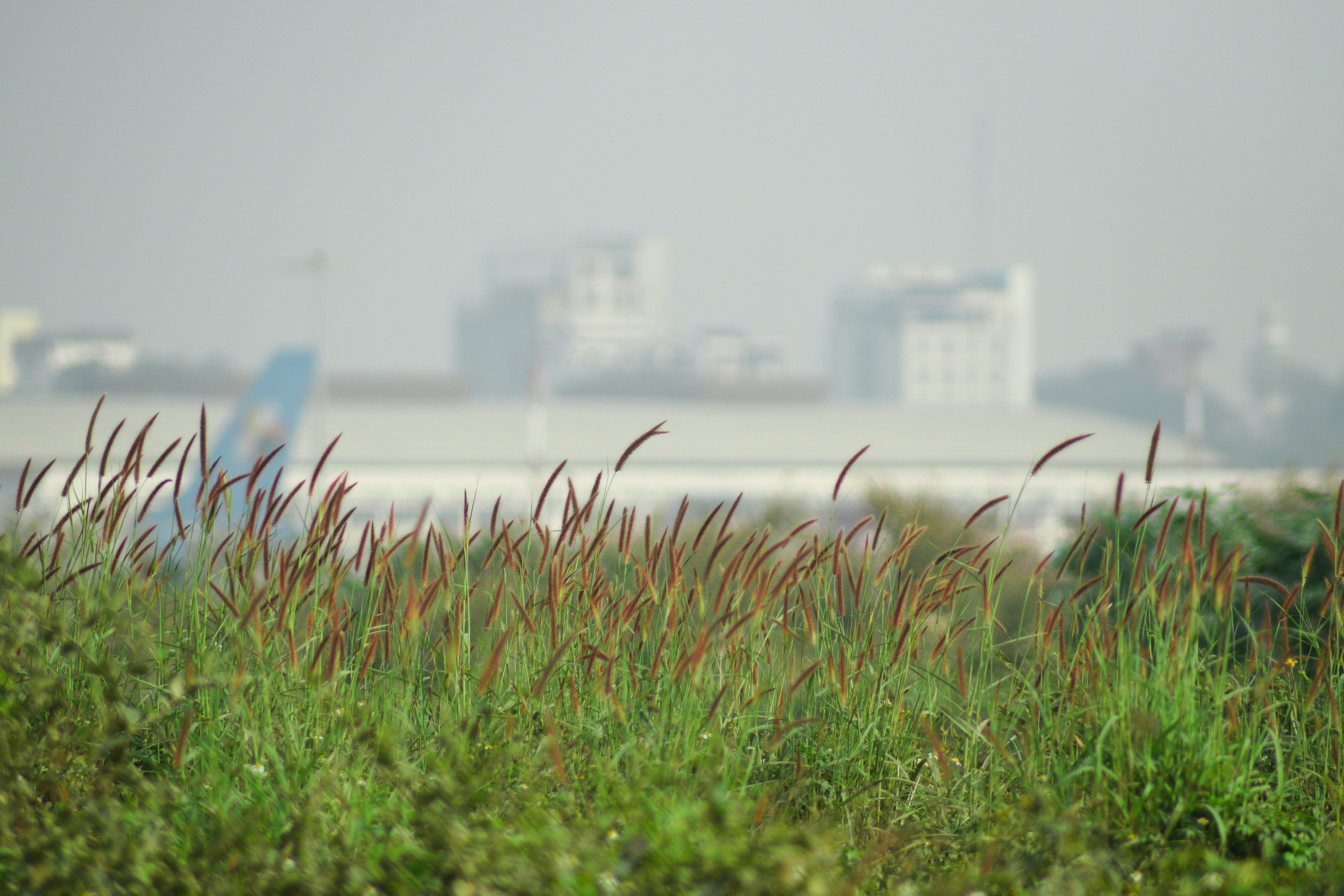 Reeds at the Edge: Quiet Marsh Meets a Distant Skyline