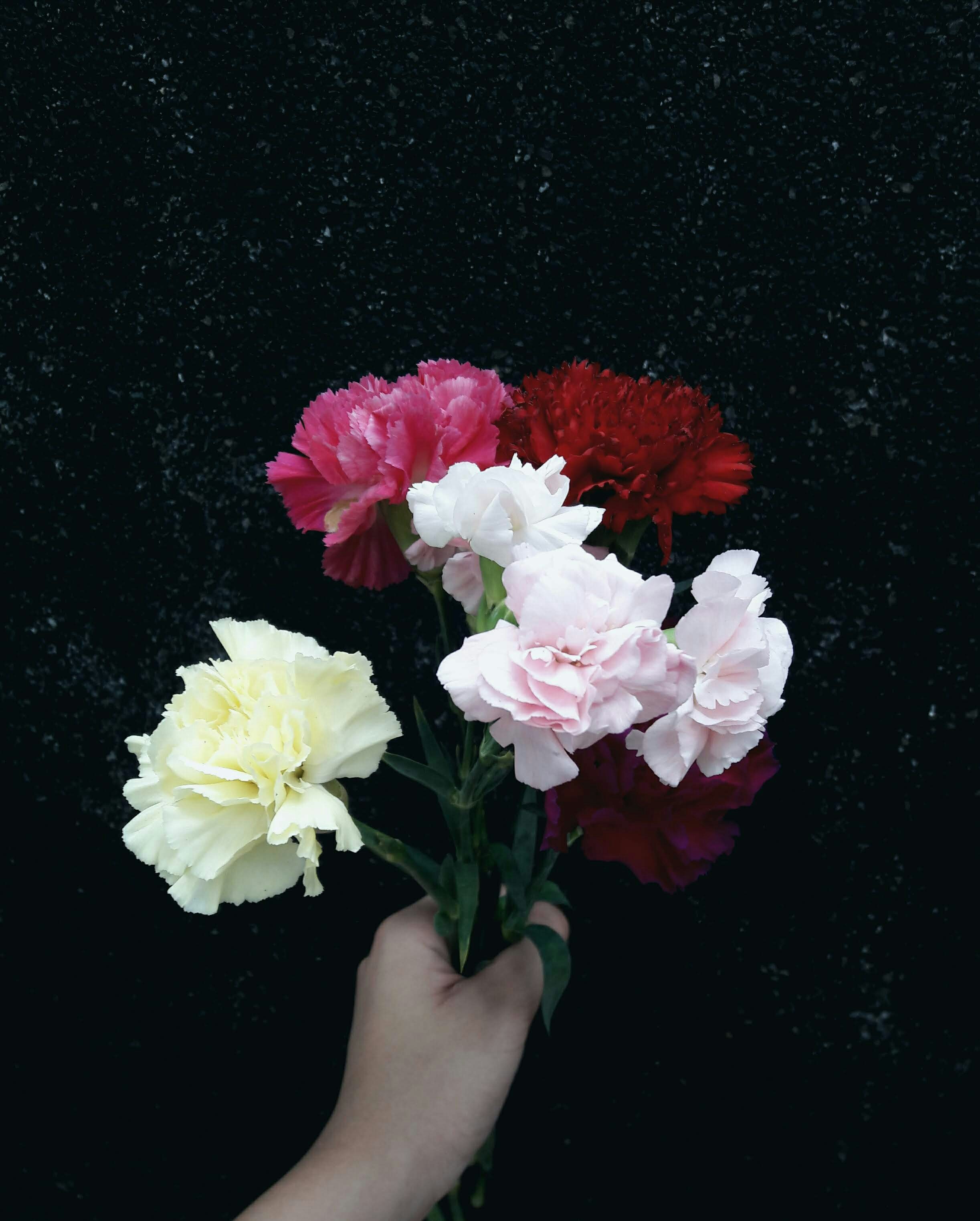 A hand holds a multicolored carnation bouquet against a dark, speckled backdrop, highlighting the petal textures.