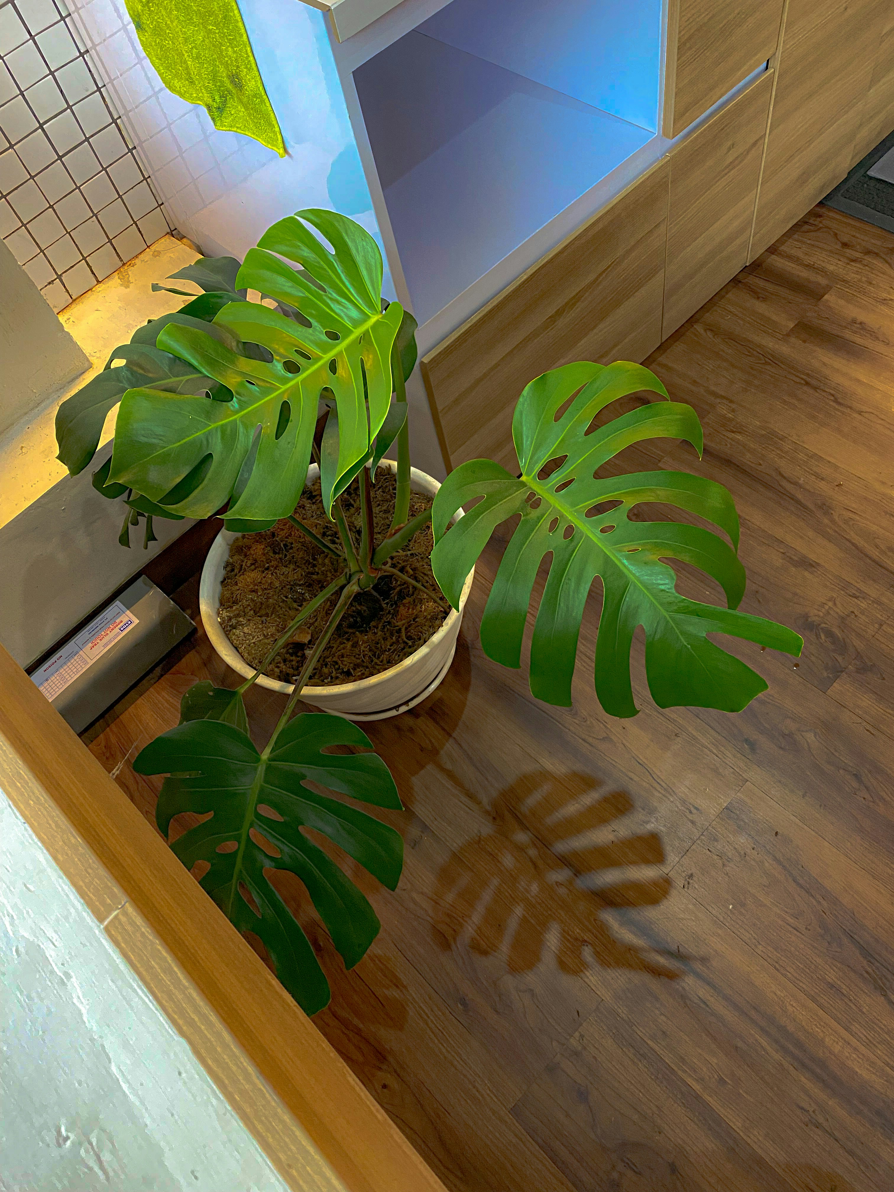 Monstera Fronds in a Warm Kitchen Nook