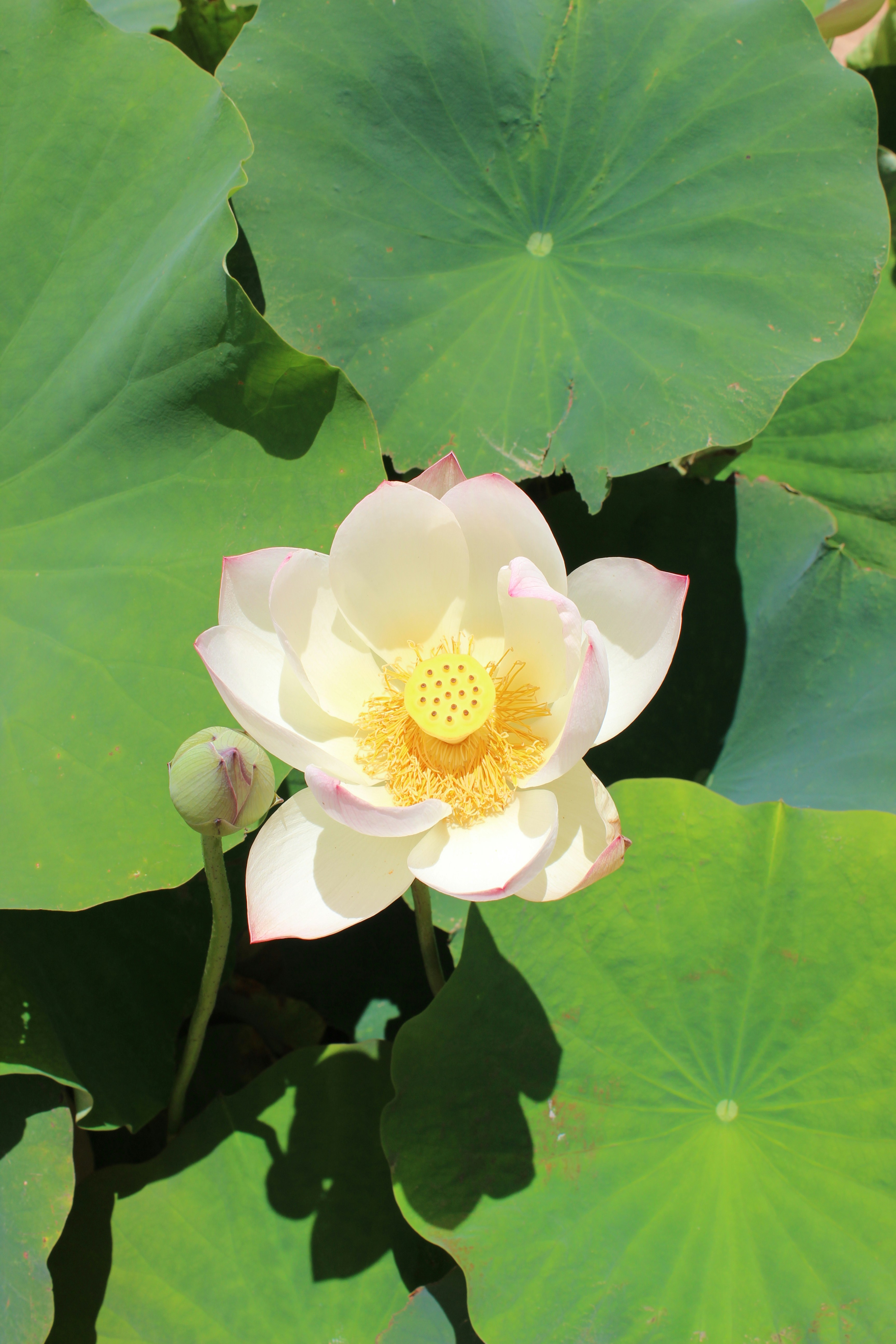 Lotus Amid Green: A Close-Up of Pale Pink-Edged Bloom