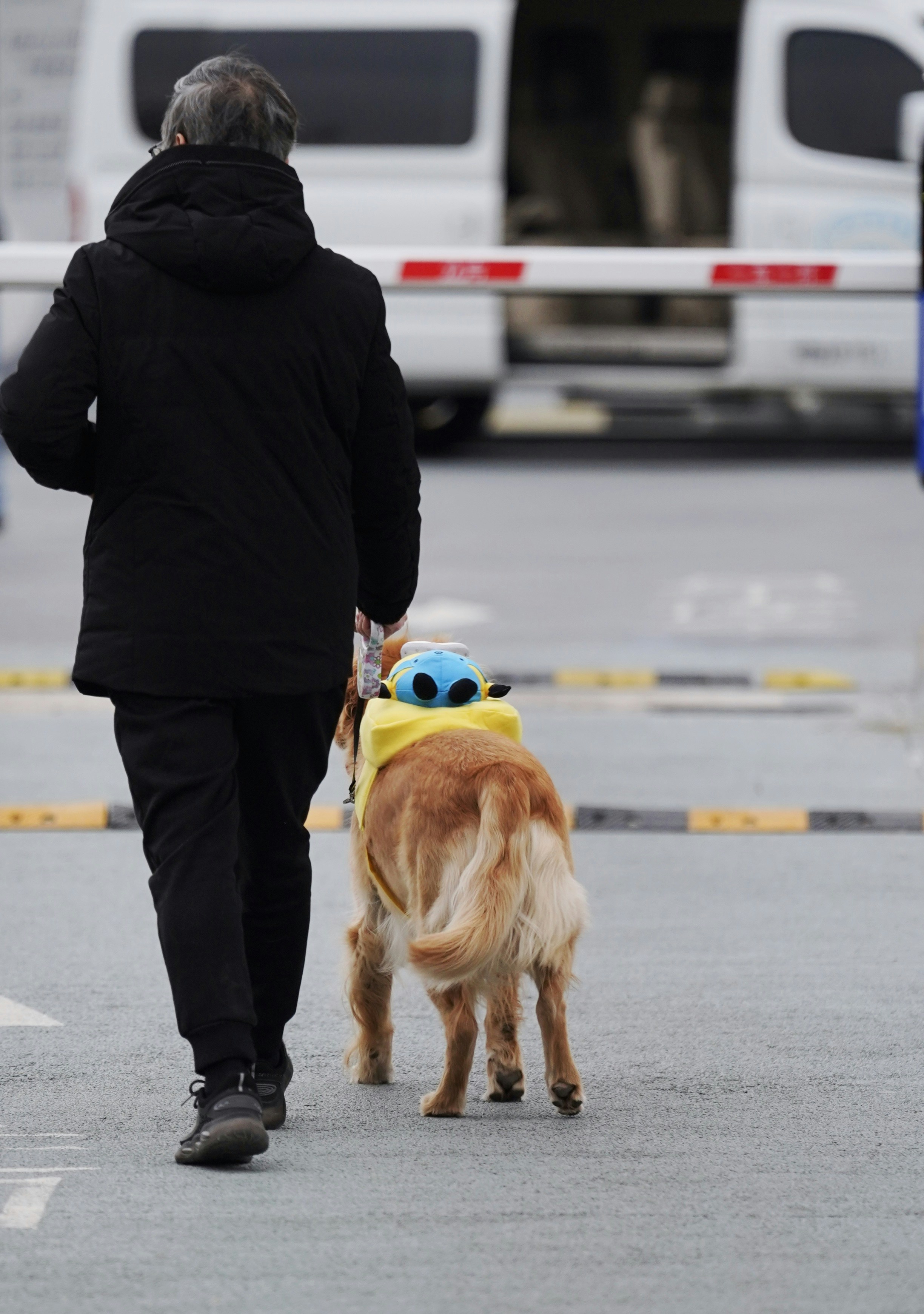 Sunglasses-Wearing Dog in a Bright Yellow Scarf Leads a Quiet Walk Across a Parking Lot