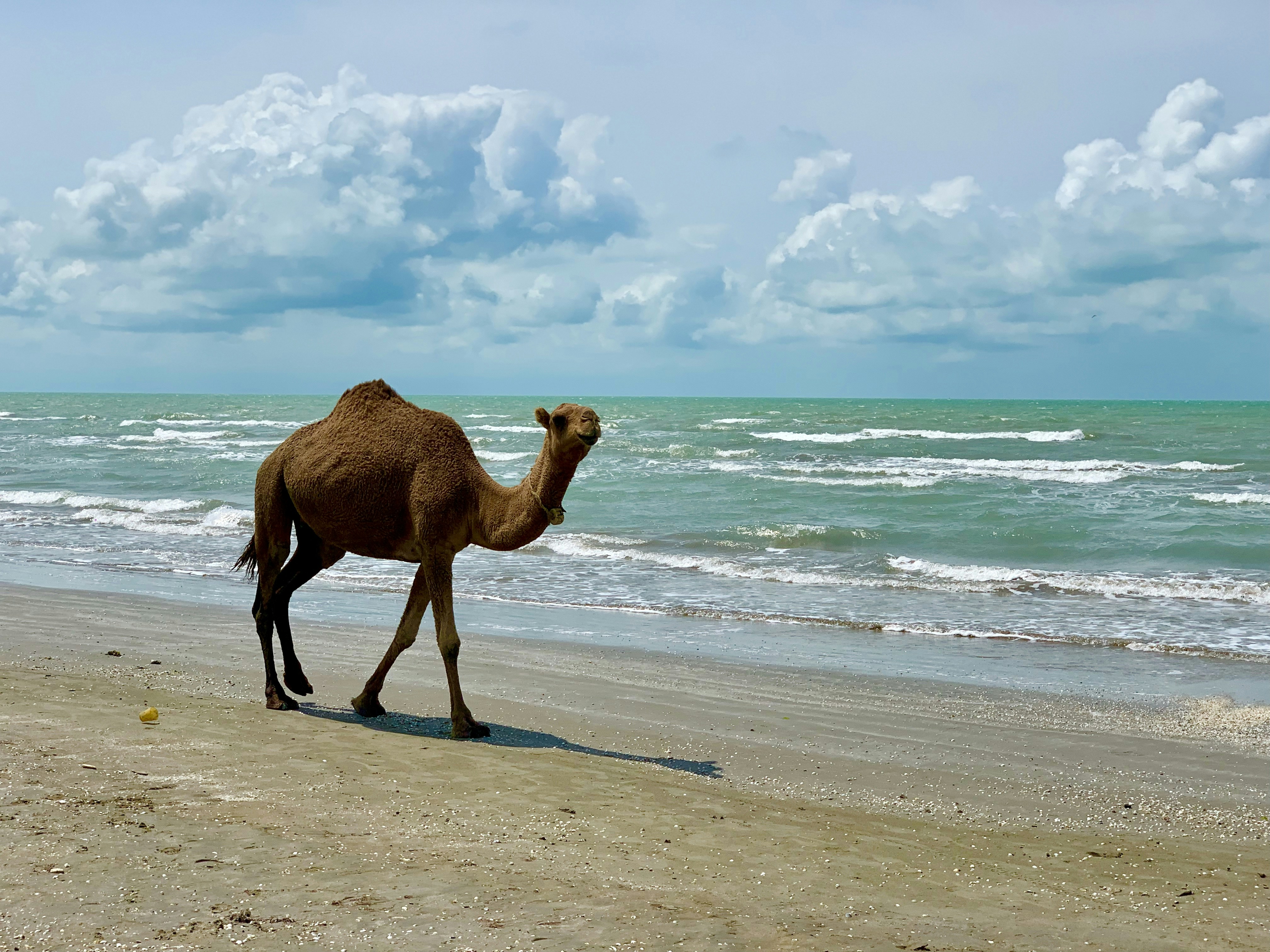 A camel walking along a beach next to the ocean photo – Free Camel ...