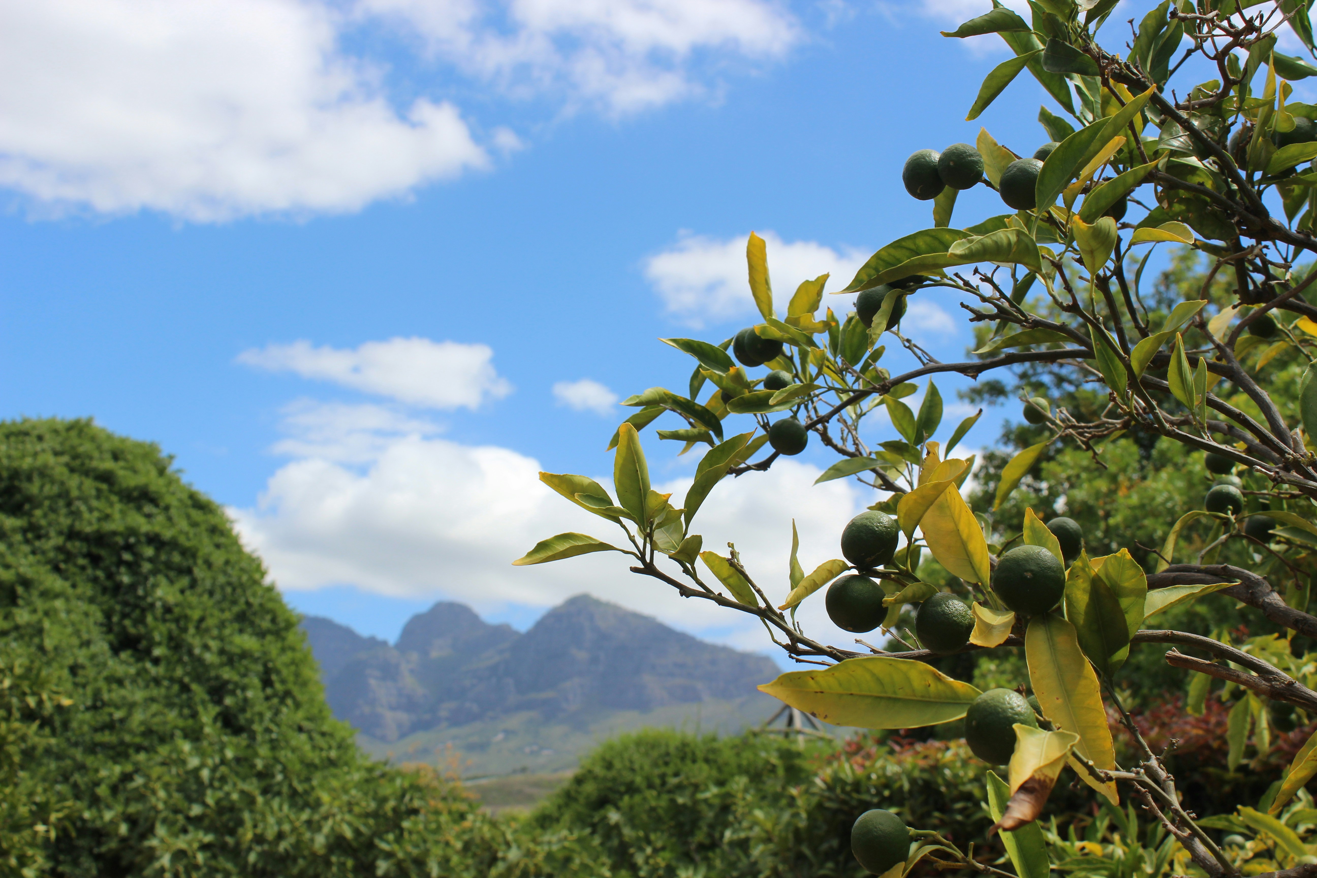 Lime Tree Pictures | Download Free Images on Unsplash