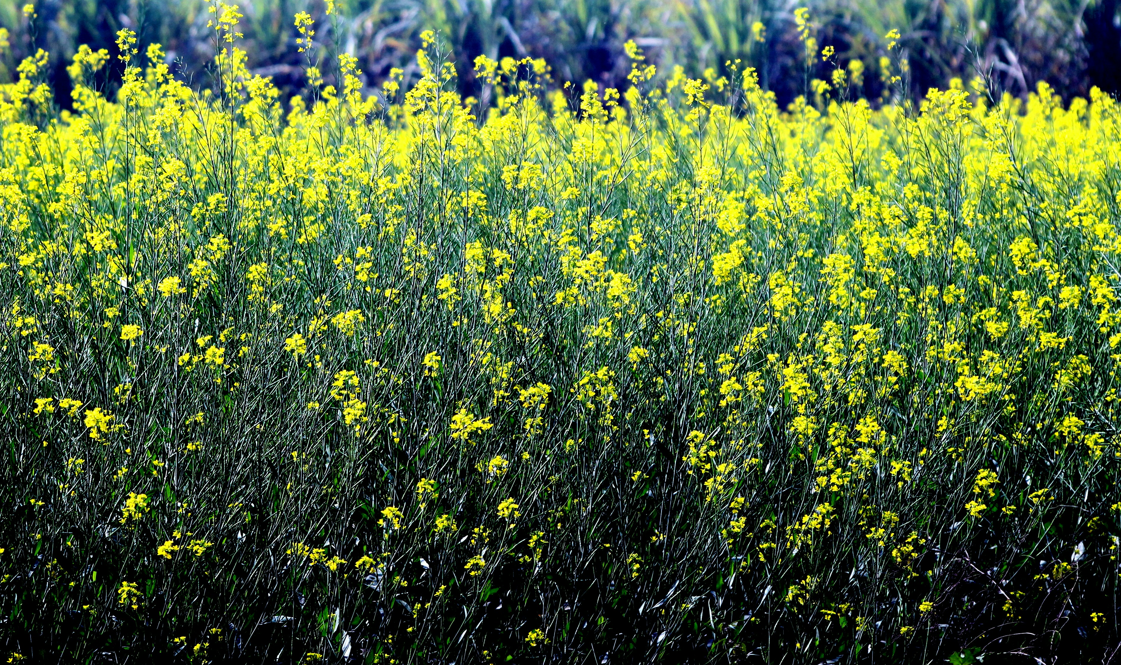 Golden Symphony of Mustard Blooms