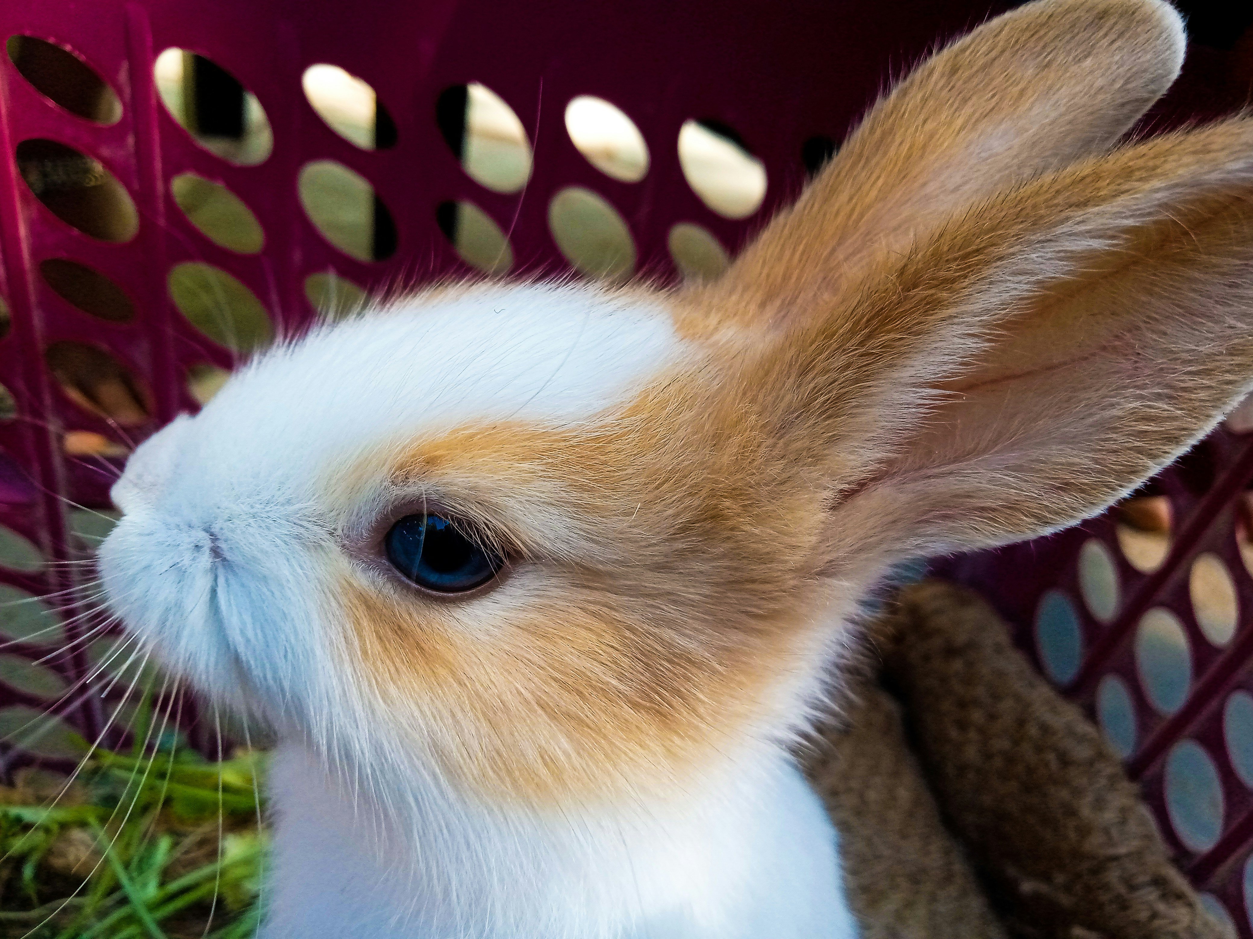 Brown And White Rabbit