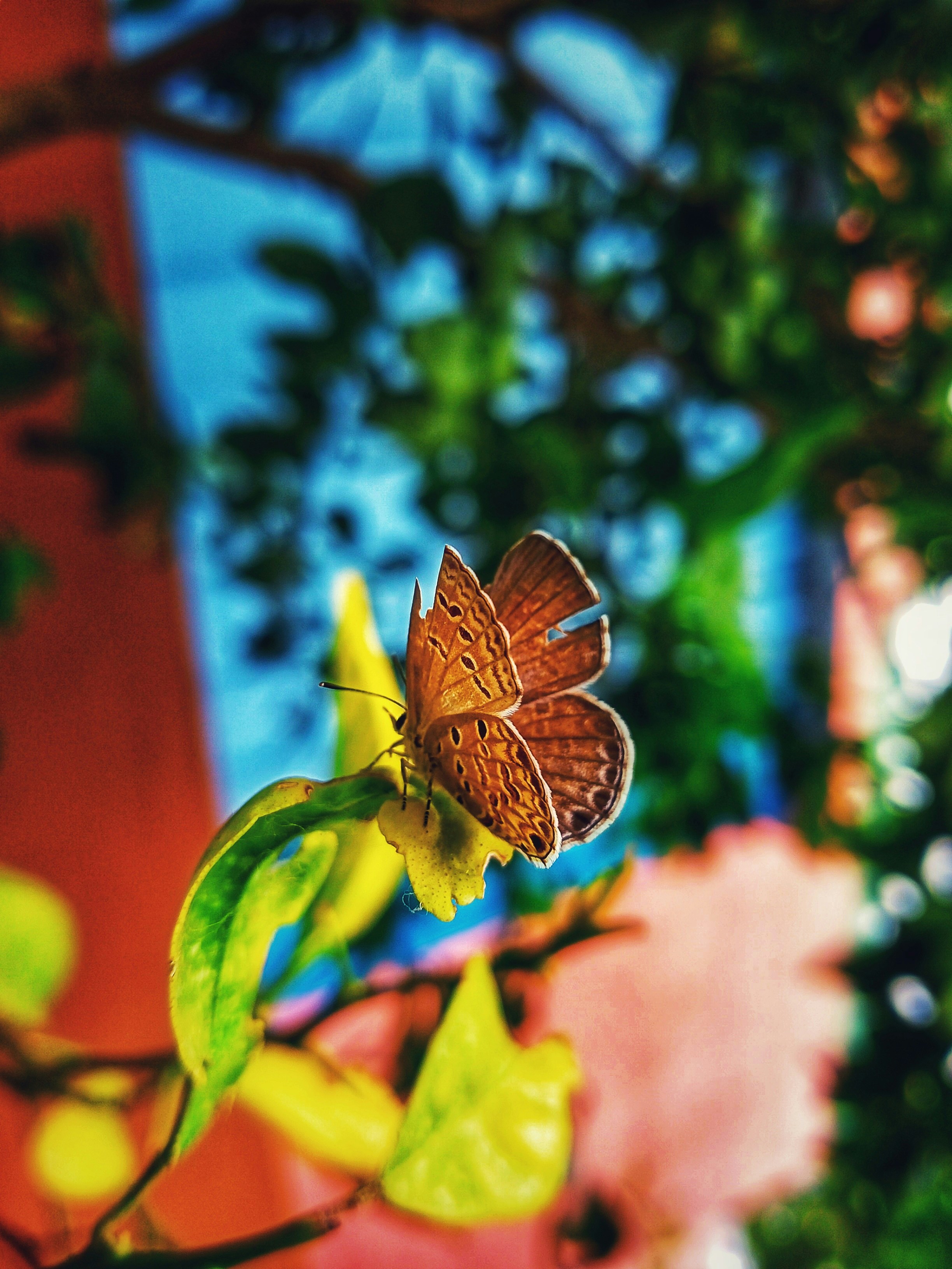Butterfly in Focus: a Small Moment of Color Against a Blur