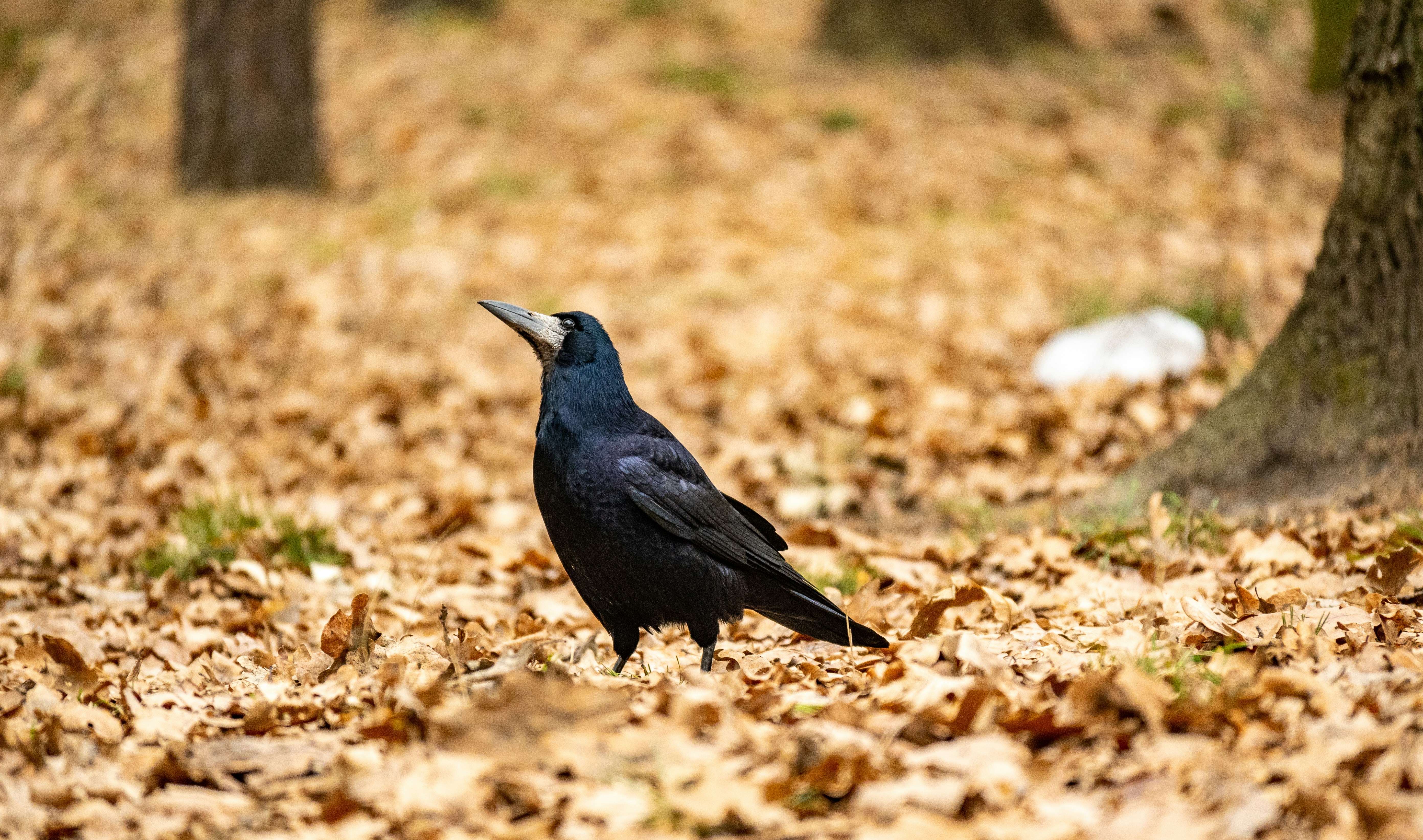 Black raven stands alert on a leaf-strewn forest floor during autumn, with a warm, blurred woodland backdrop.
