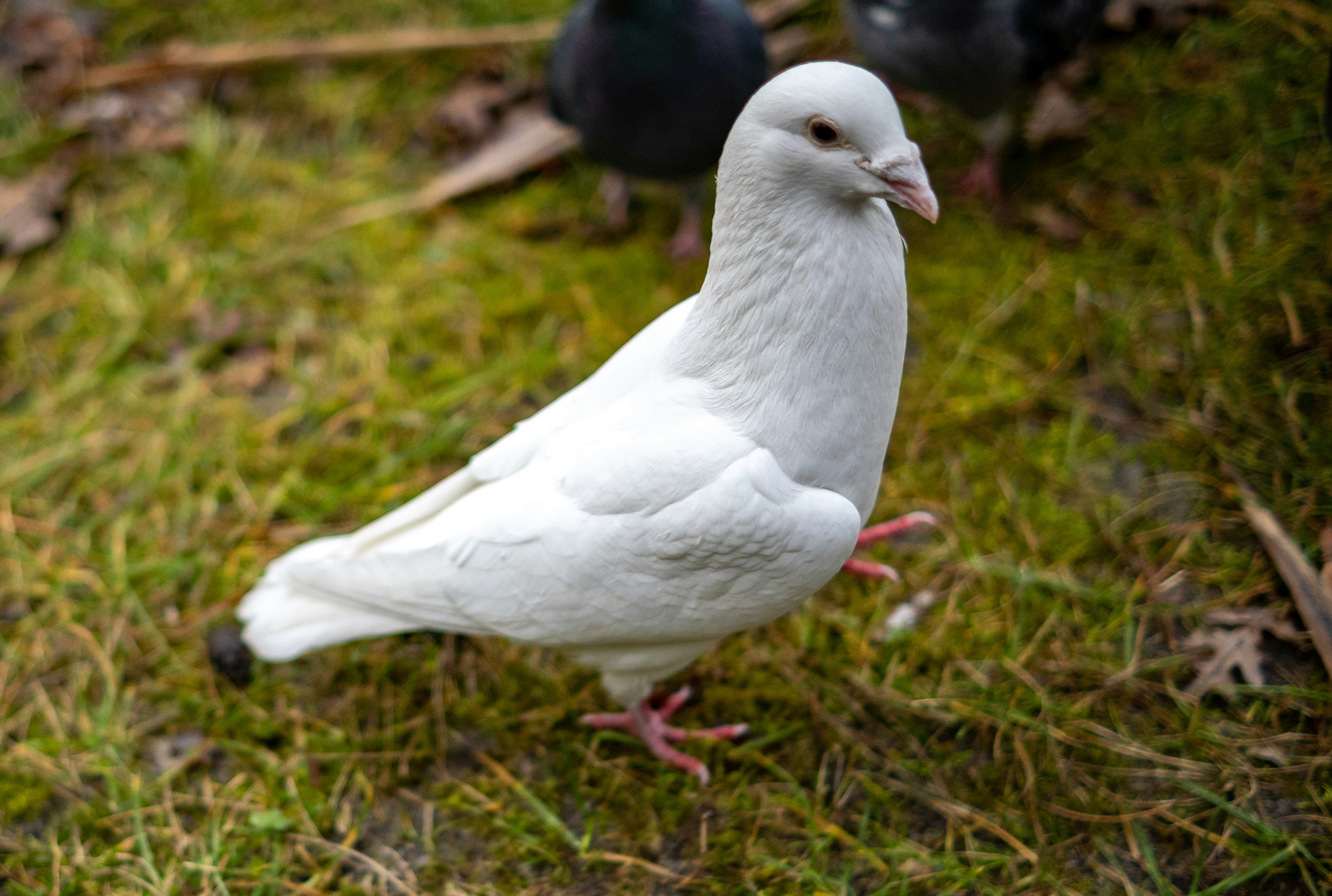 A white dove gracefully walking across a grassy patch, surrounded by other birds in the background.