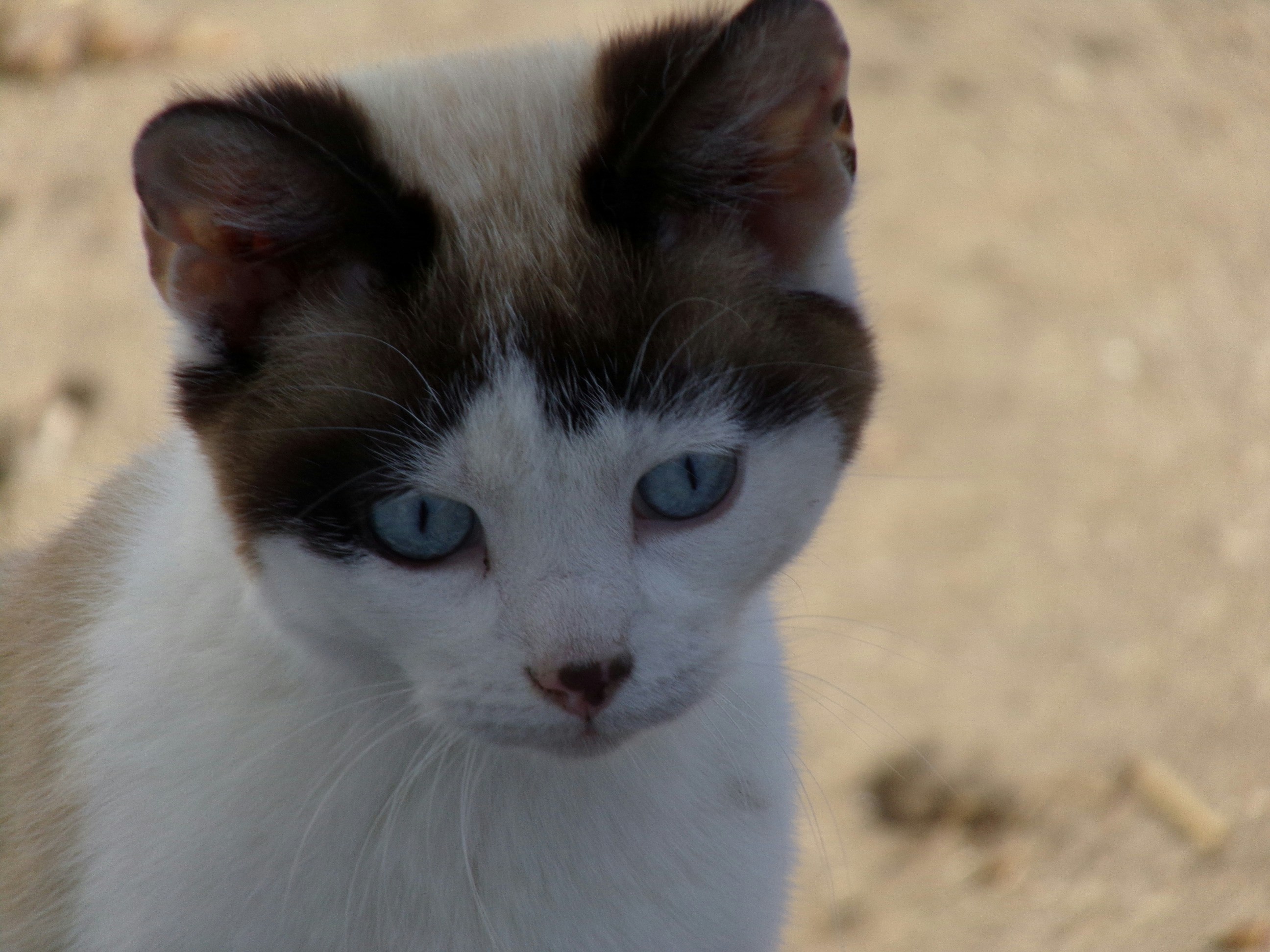 Blue-Eyed Focus: A Curious Cat in Soft Desert Light
