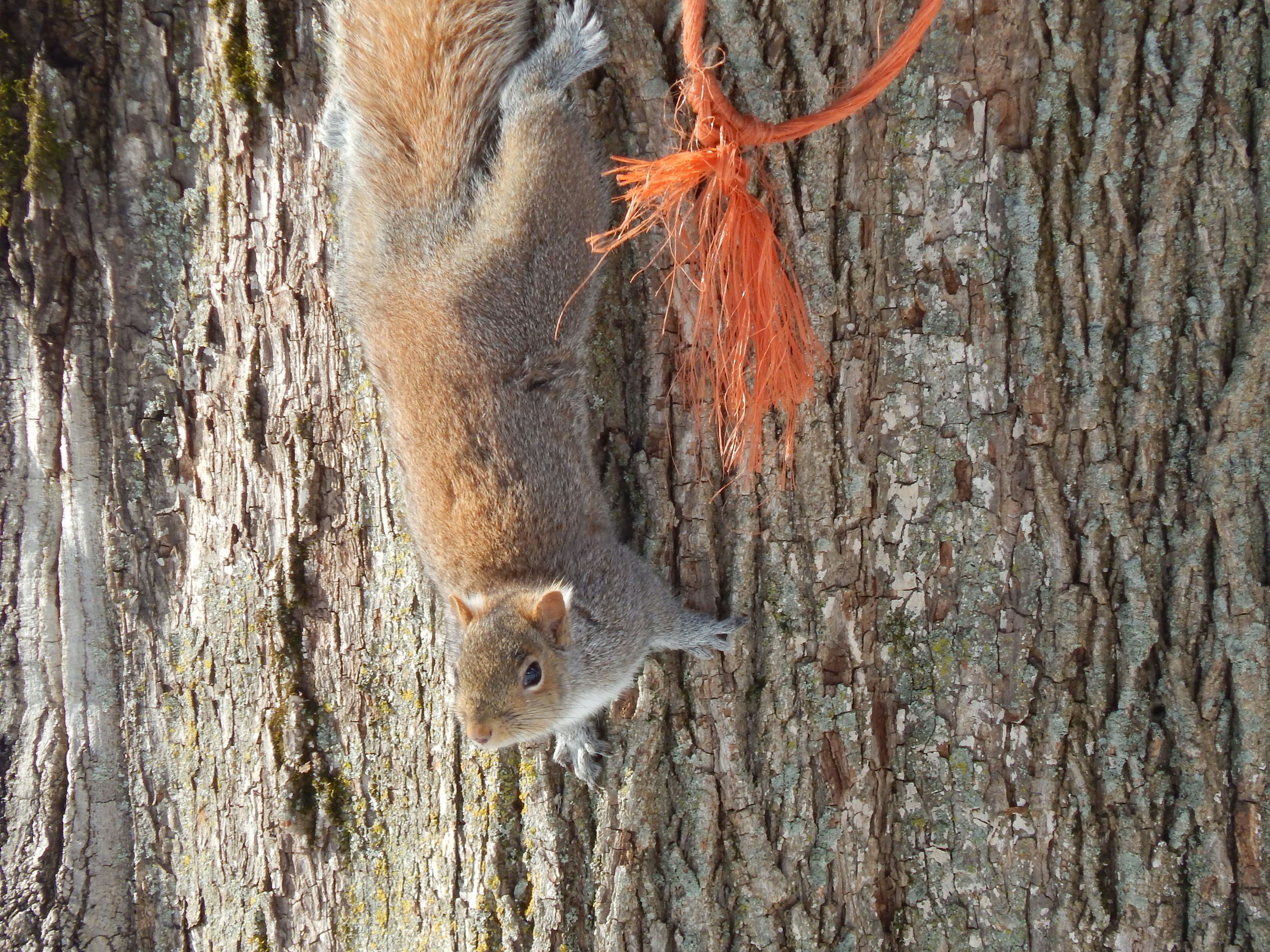 A squirrel skillfully navigating a tree trunk, showcasing its agility and curiosity. An orange string adds a pop of color to the natural setting.