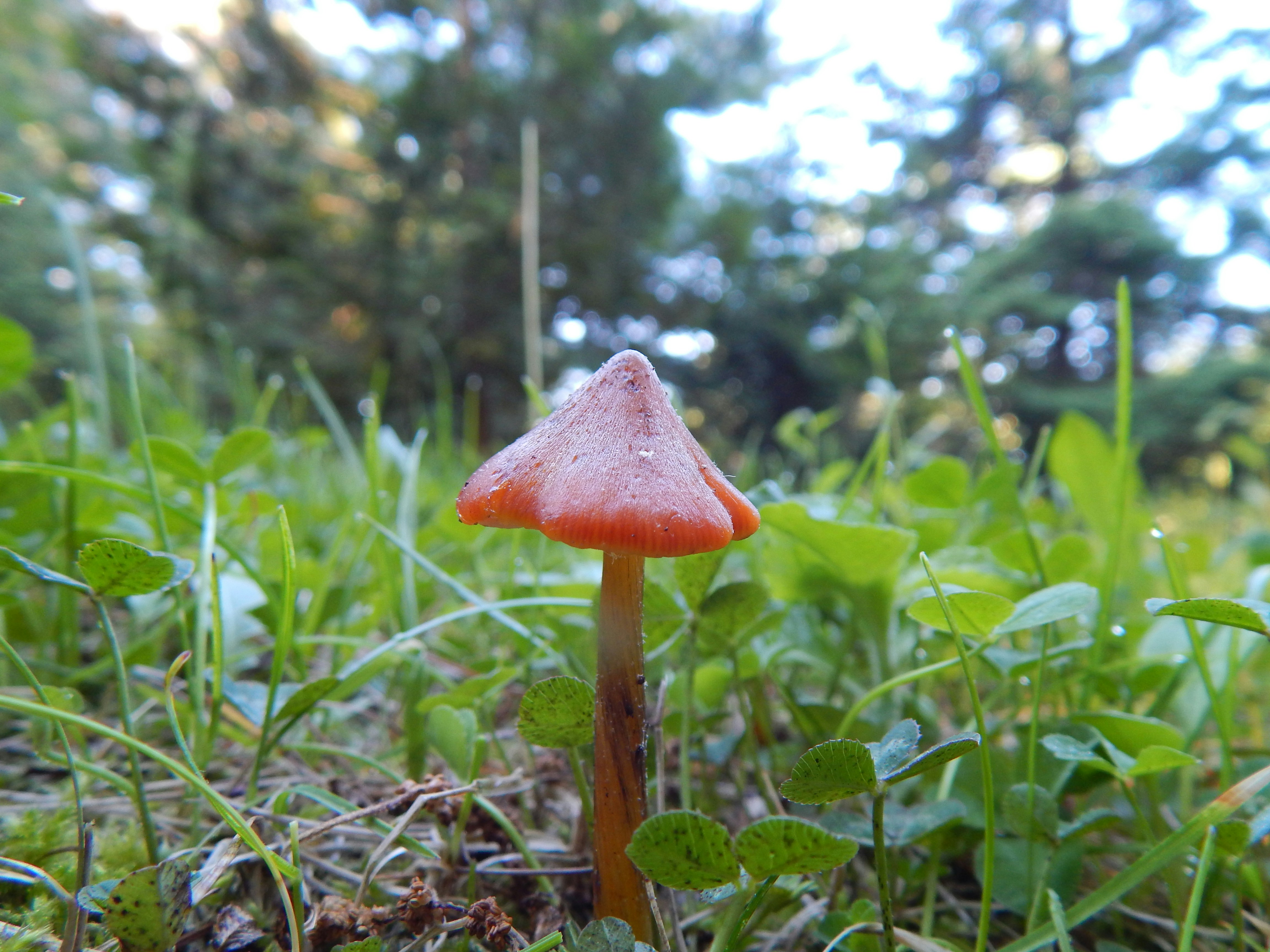 Crimson-Capped Sentinel: A Mushroom Reaches Through a Green Meadow