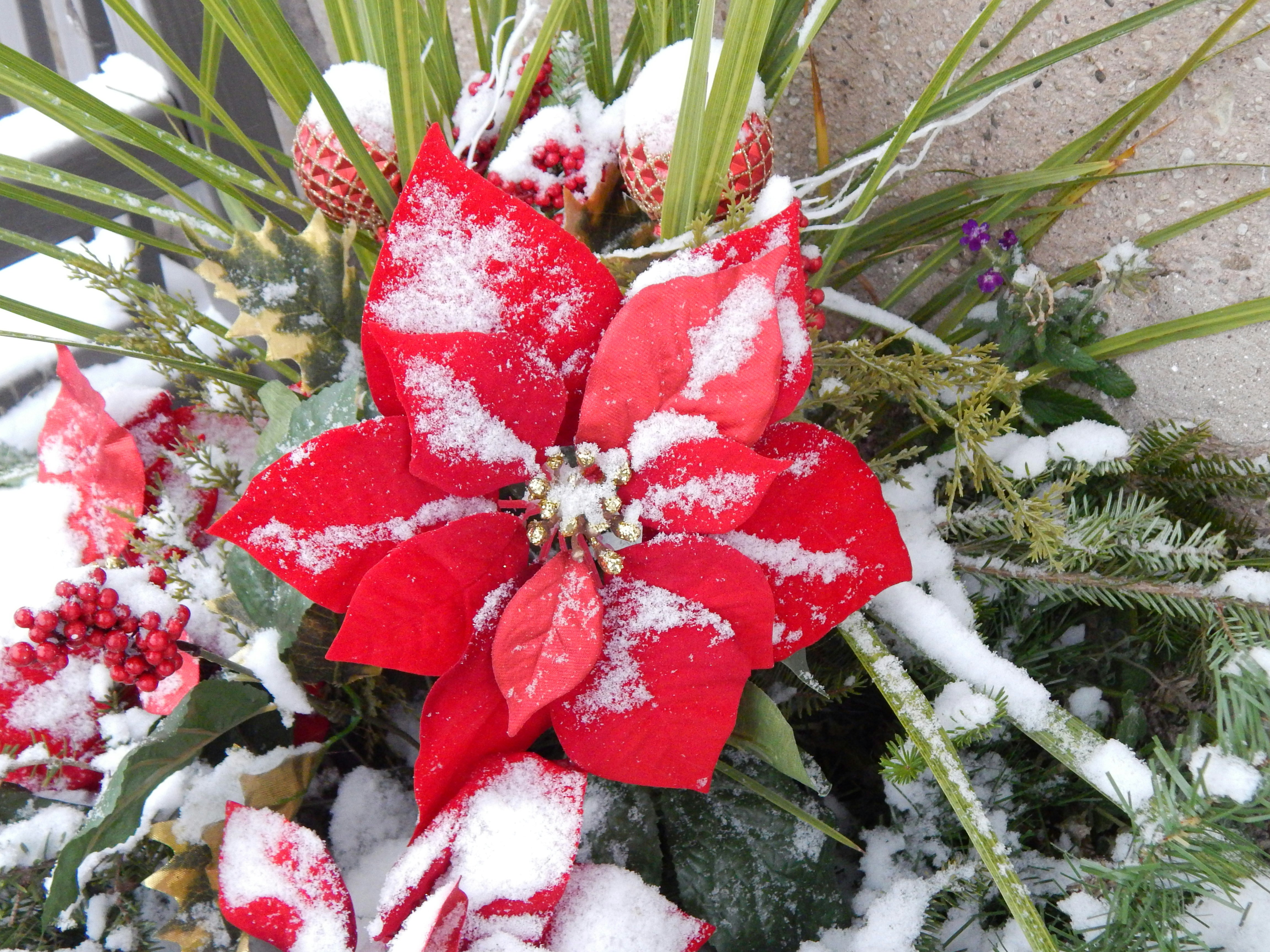 Snow-dusted red poinsettia stands out among green foliage in natural daylight.