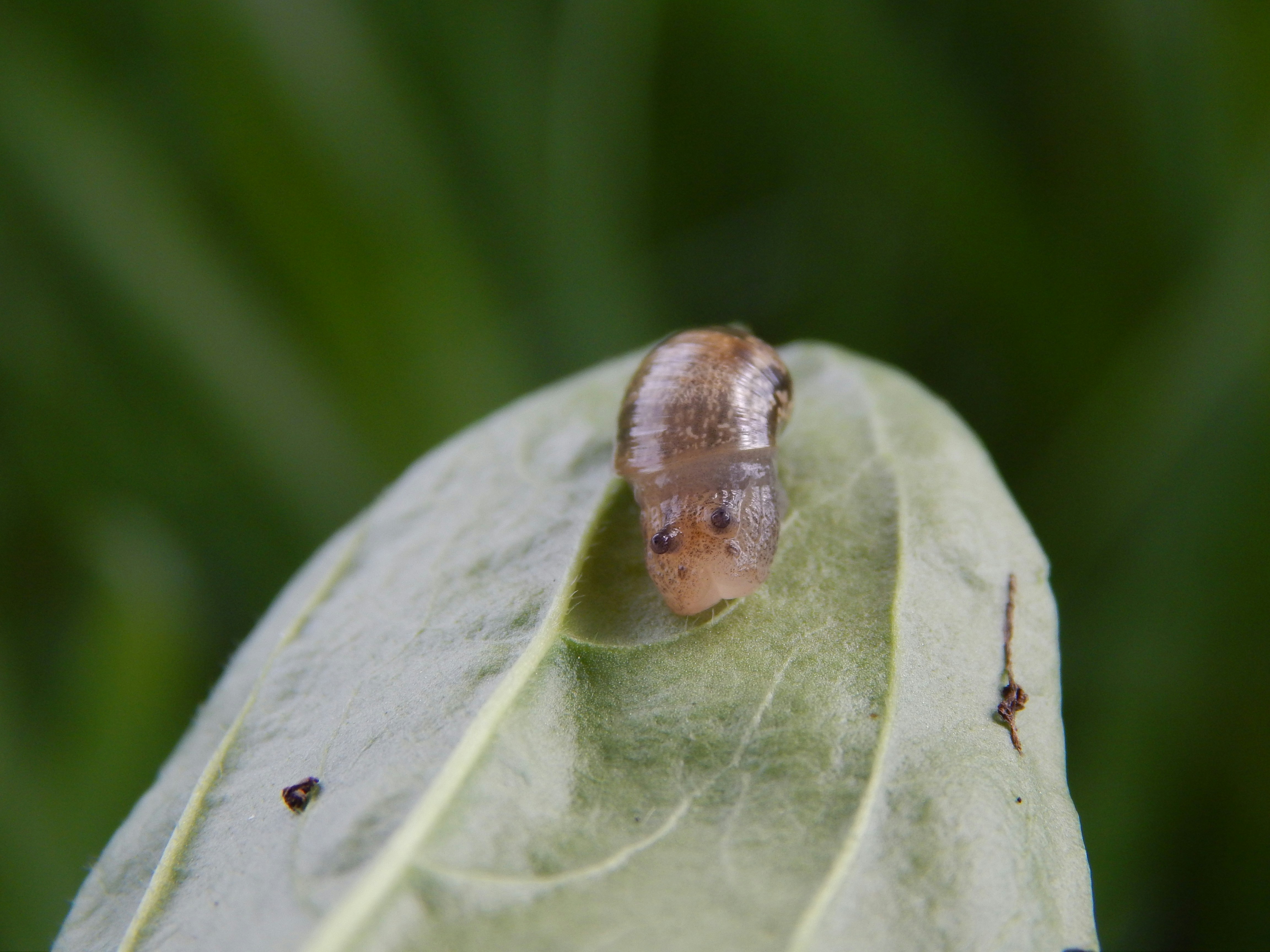 Shellbound Scout on a Pale Leaf: A Tiny Snail in Quiet Green Light