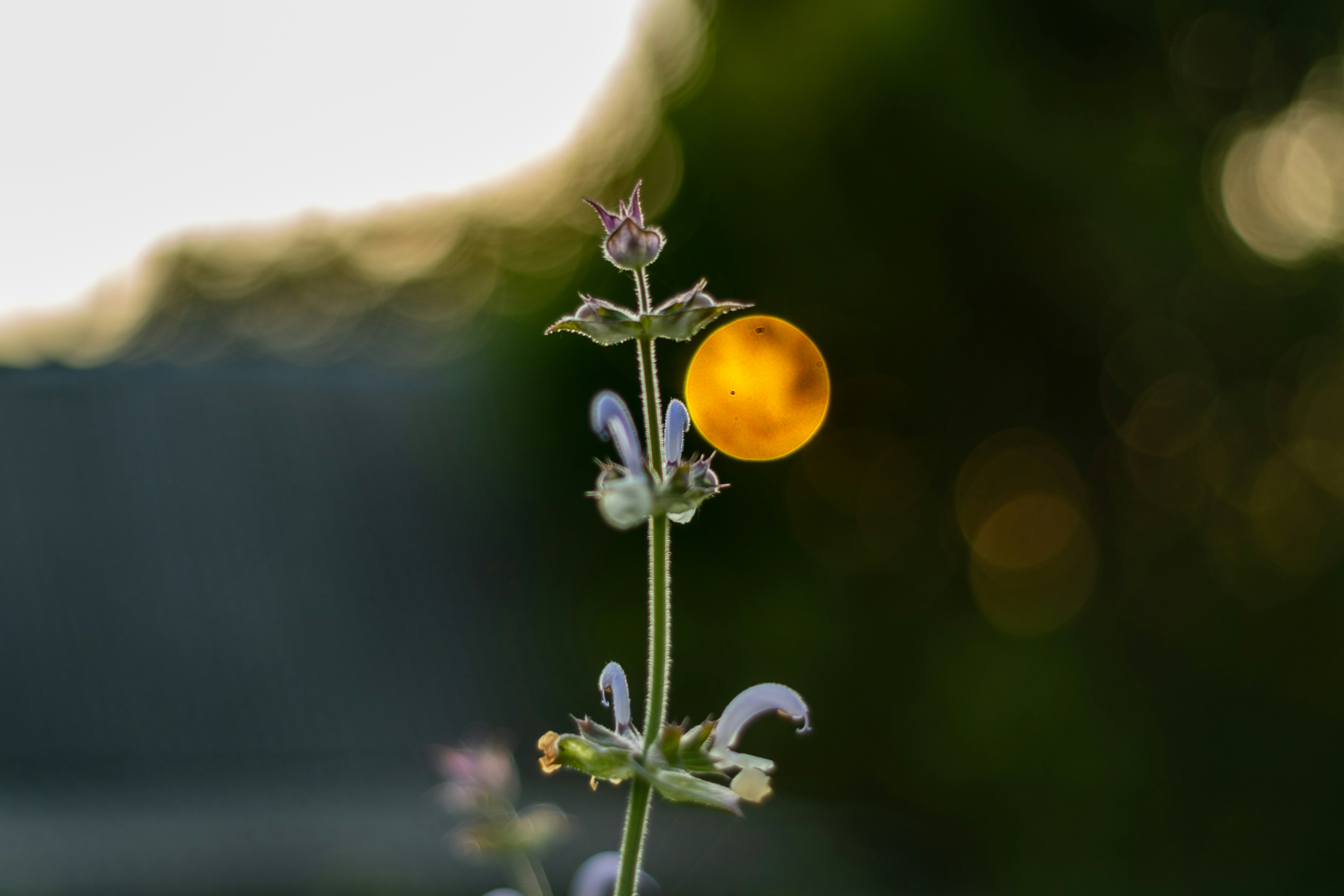 a close up of a flower with a blurry background