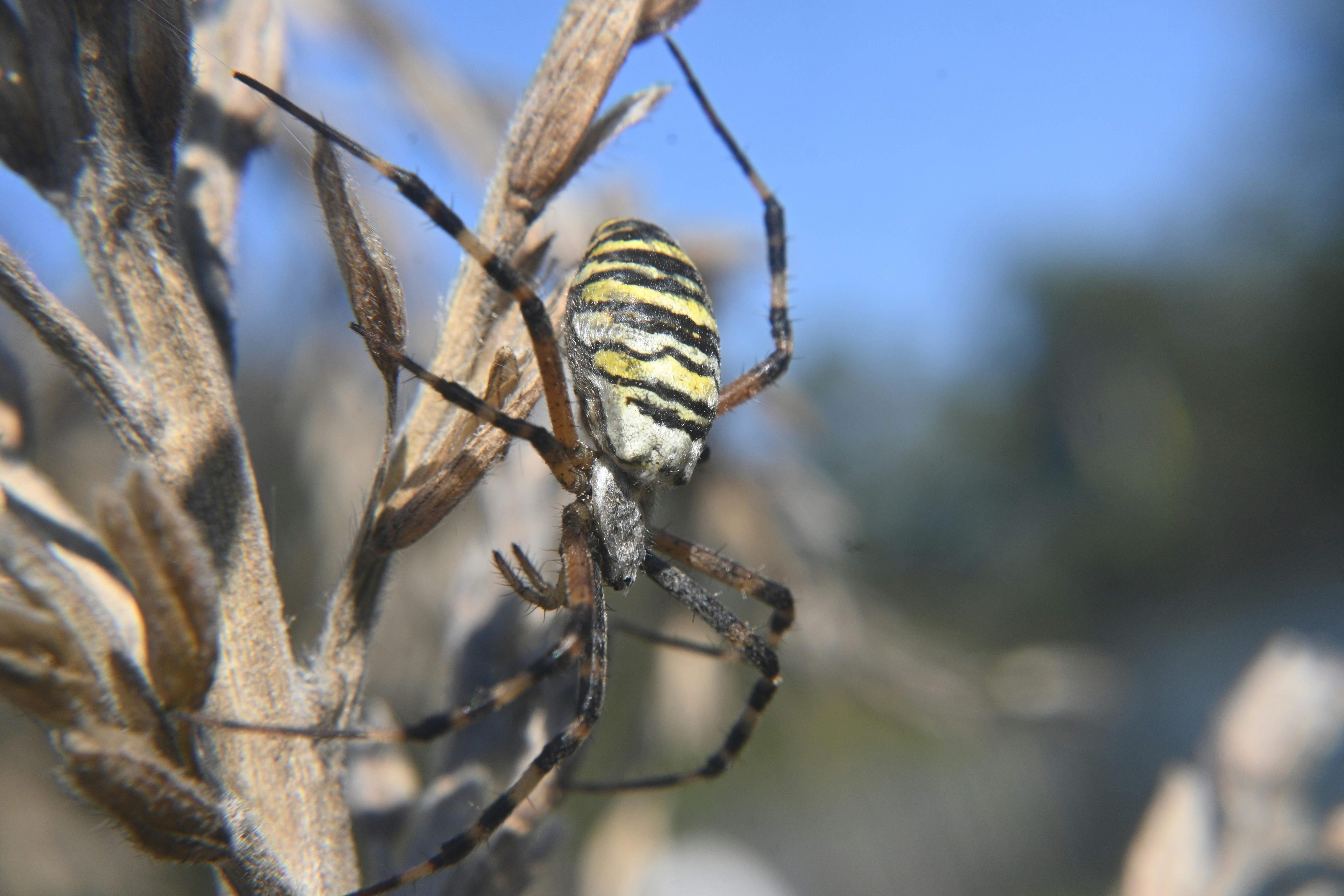 Close-up of a striped spider perched on dry foliage, showcasing its intricate patterns and textures. The background features a soft blur, emphasizing the subject.
