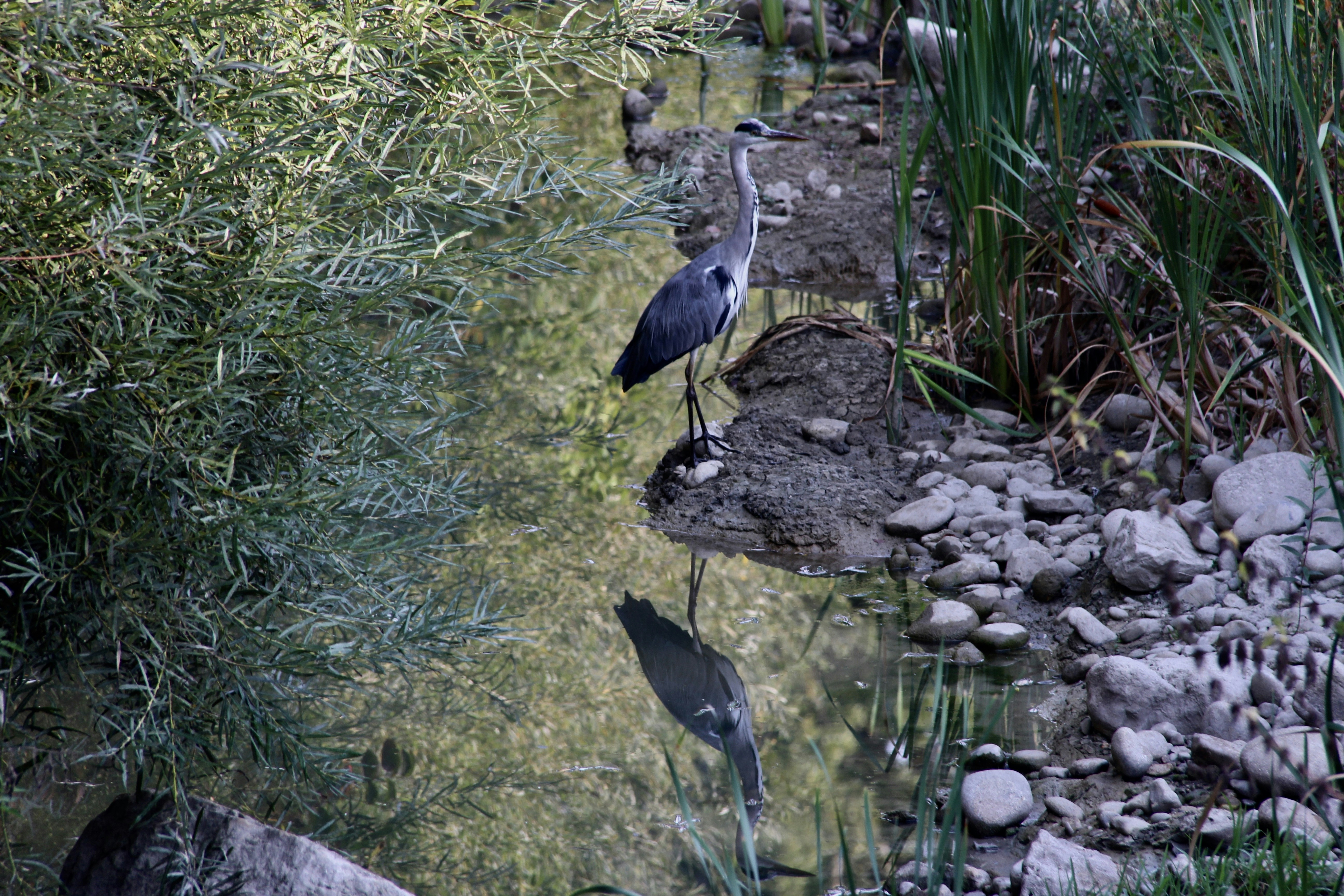 a bird standing on a rock next to a body of water