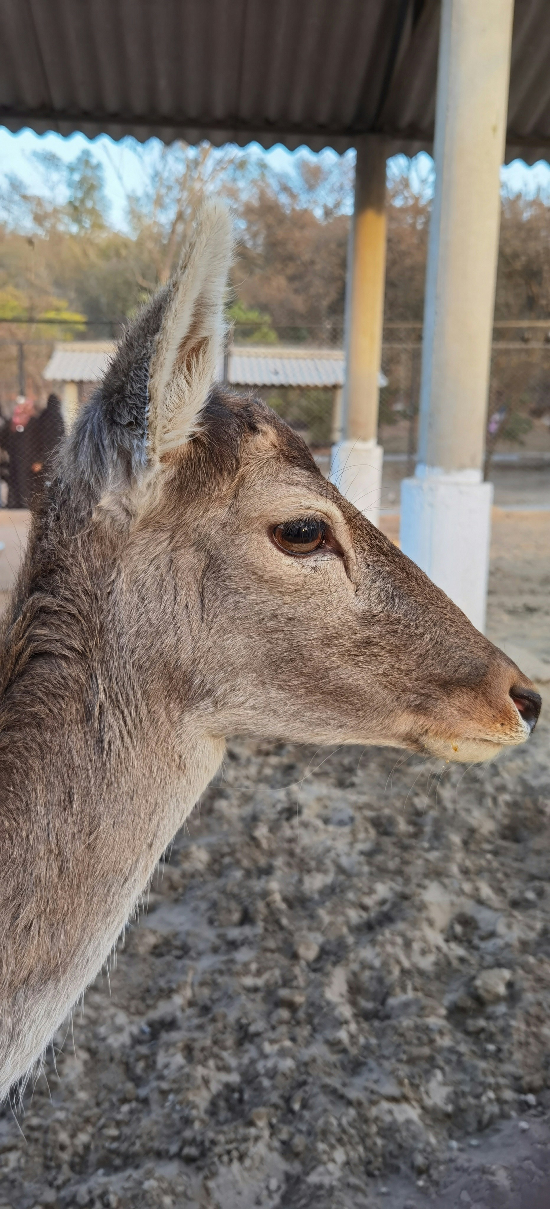 Close-Up Profile of a Gone-Quiet Donkey at Enclosure Gate