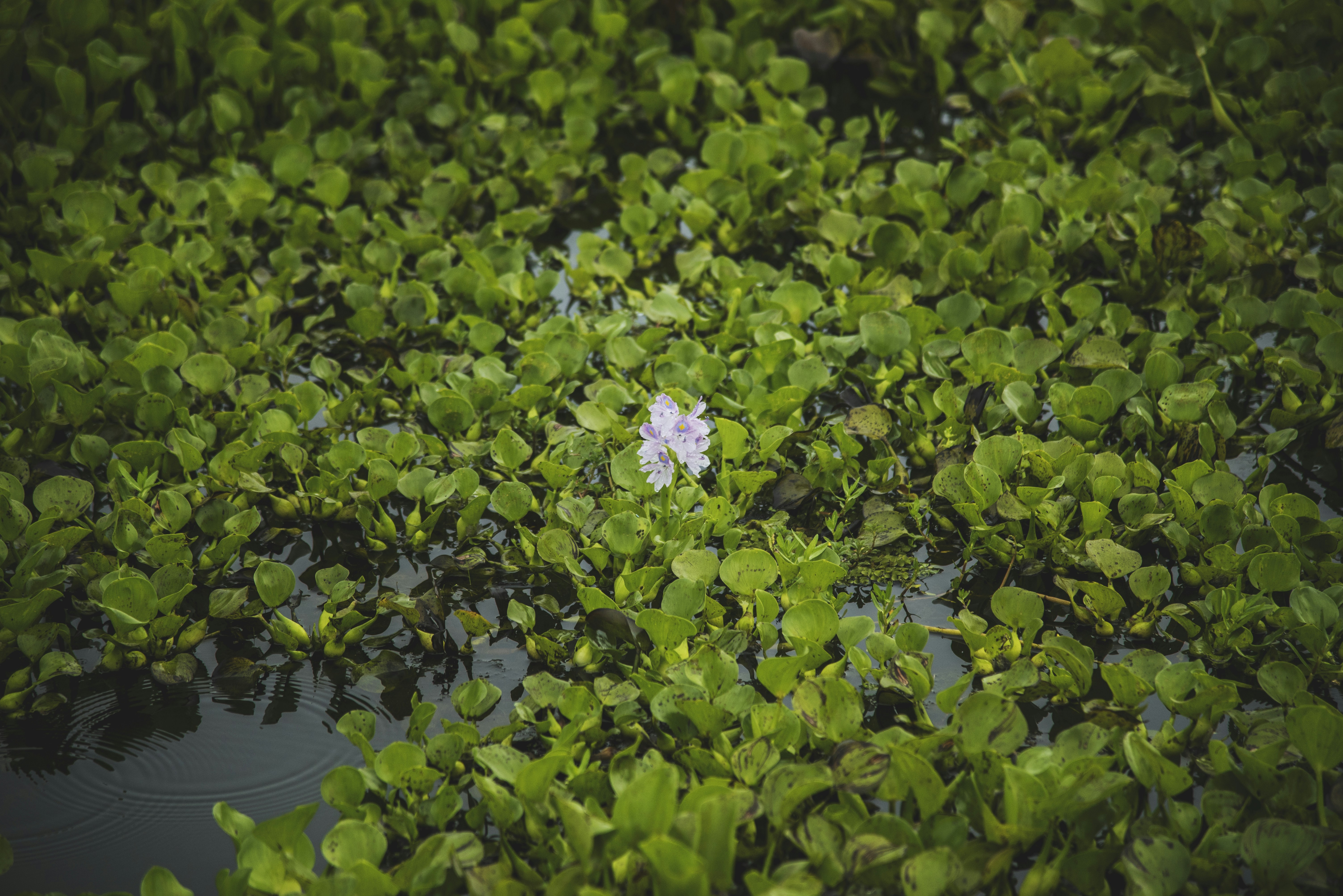 A delicate purple flower stands out against a dense blanket of green foliage in a tranquil water setting.