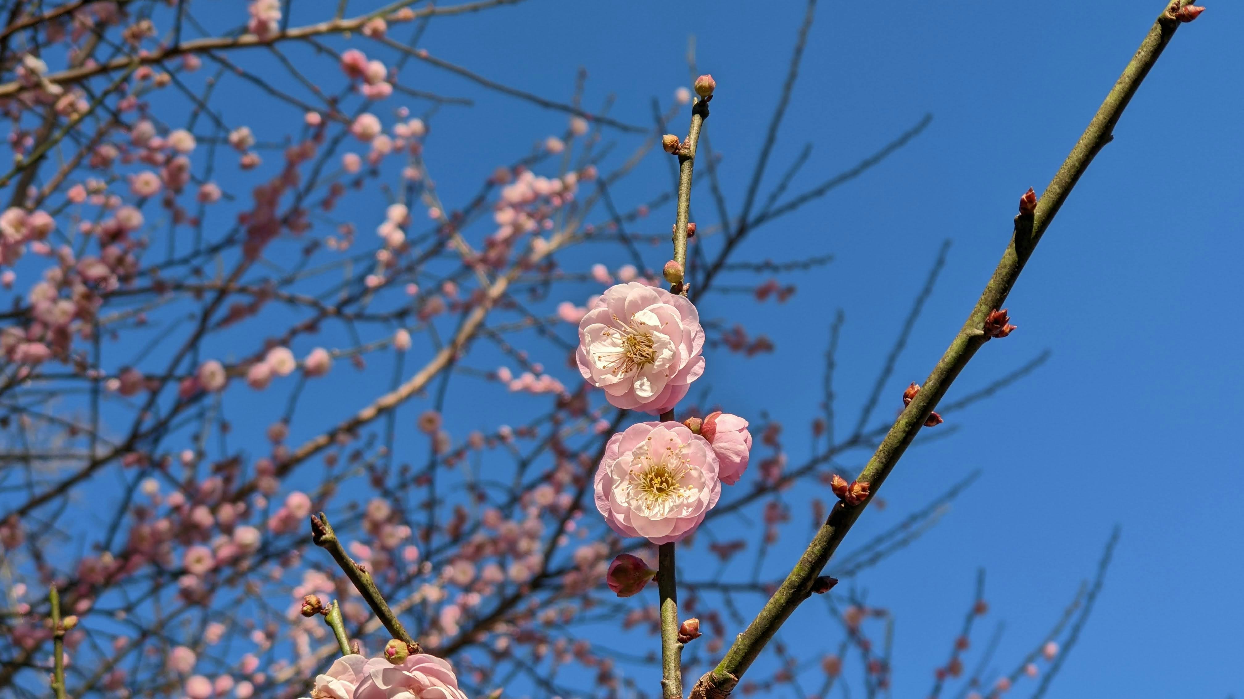 Delicate pink flowers bloom on branches under a clear blue sky, showcasing the beauty of springtime flora.
