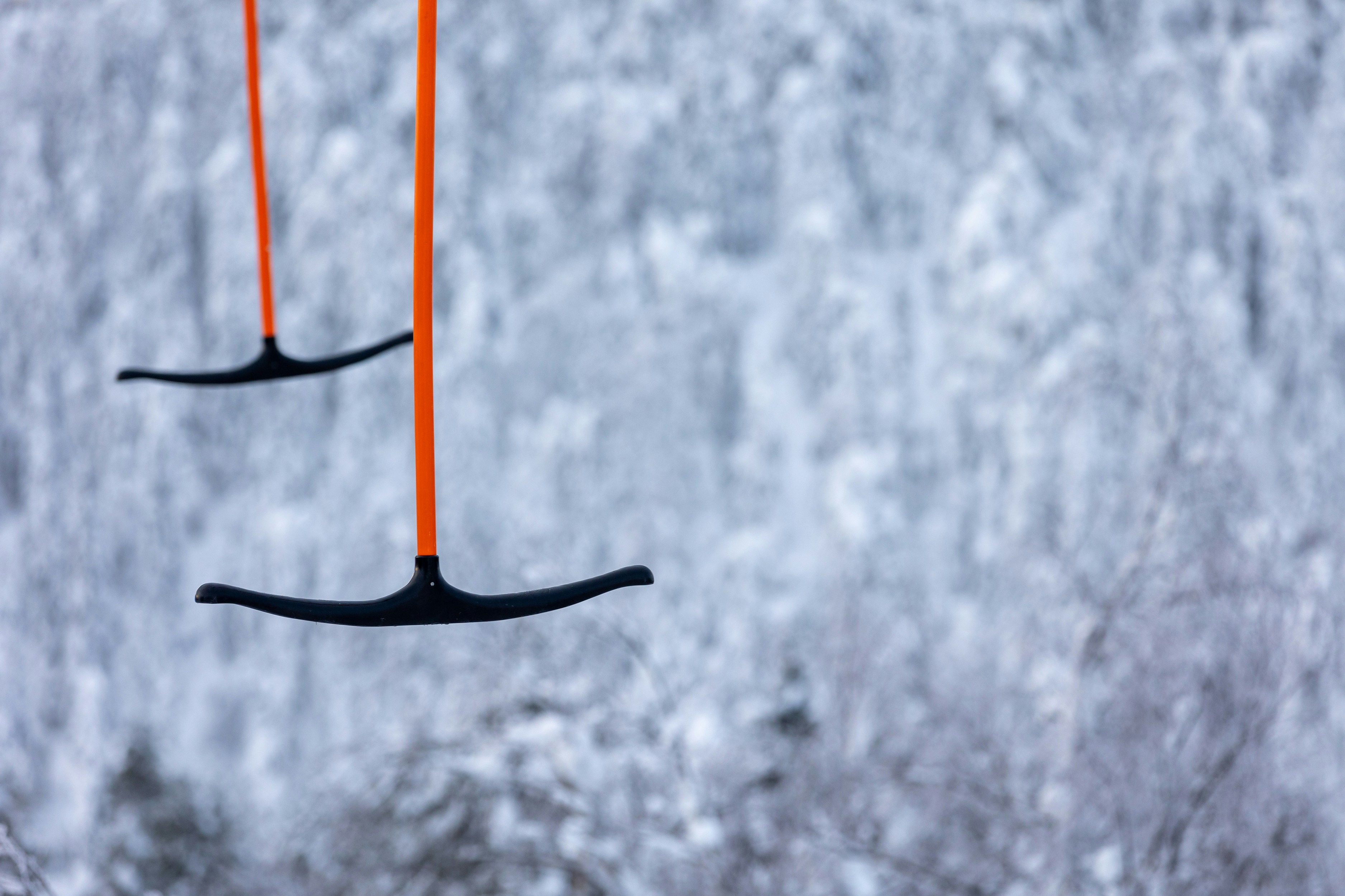 A couple of orange strings hanging from a tree photo – Free Vuokatti ...