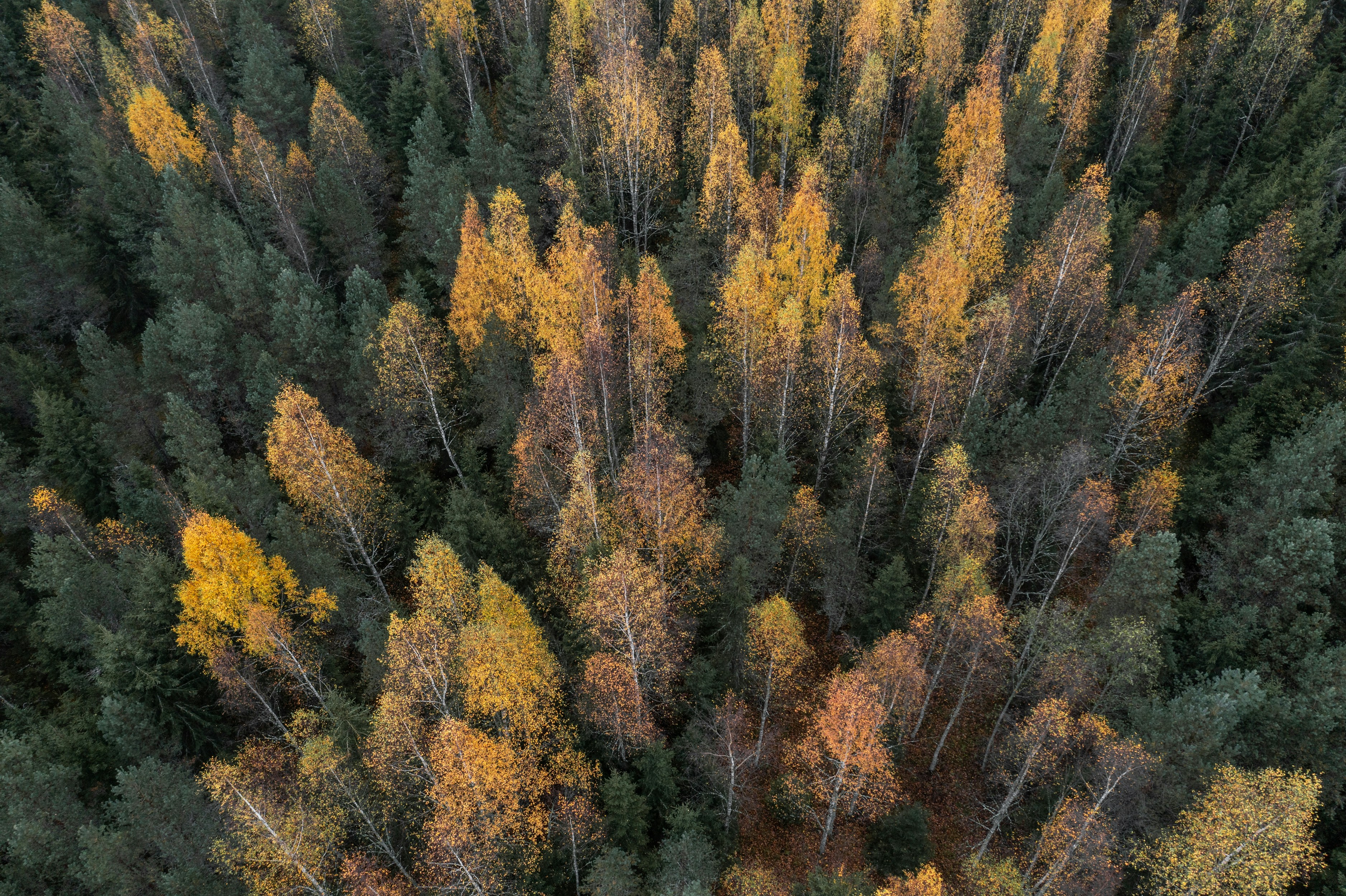 Aerial view of a vibrant forest showcasing a mix of green conifers and golden deciduous trees, highlighting the beauty of autumn foliage.