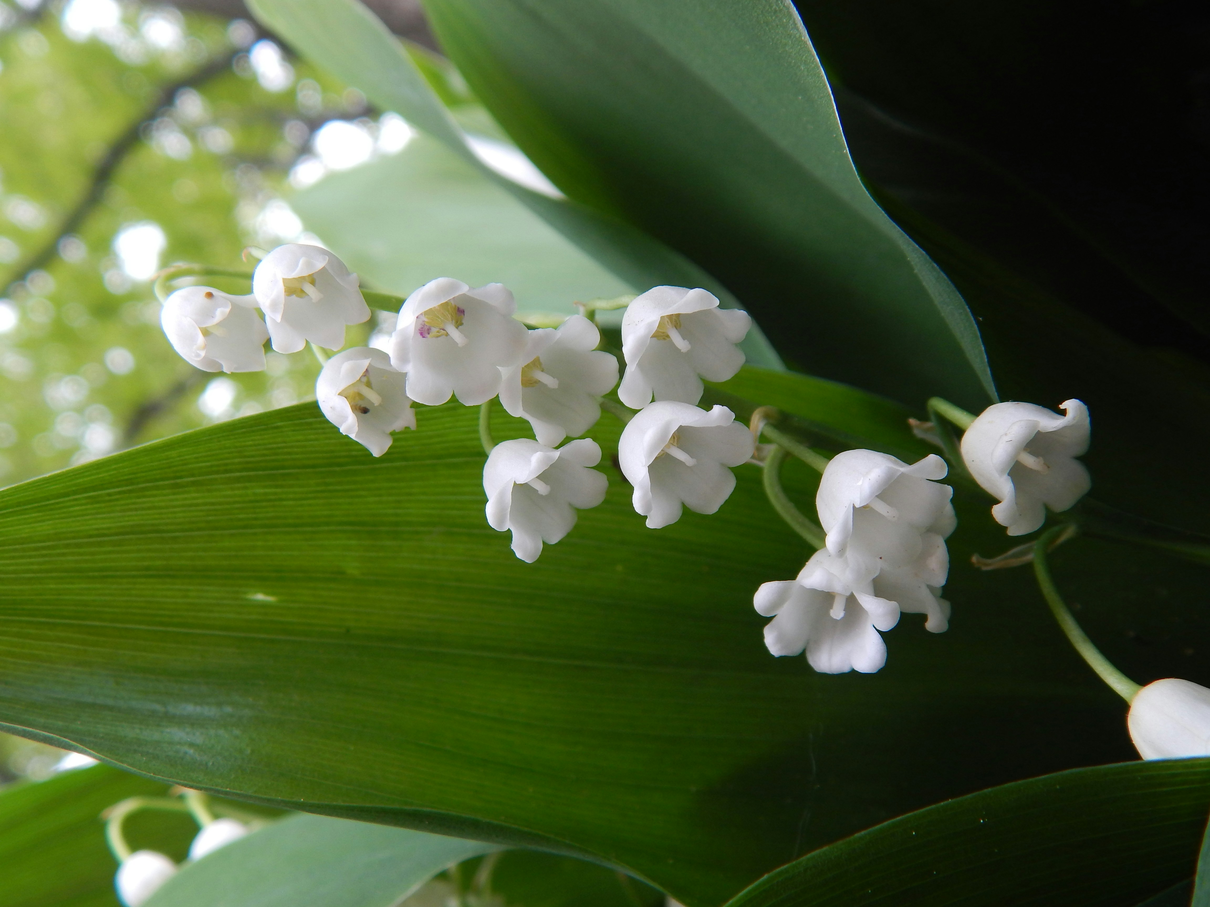 Delicate clusters of white Lily of the Valley flowers nestled among lush green leaves.