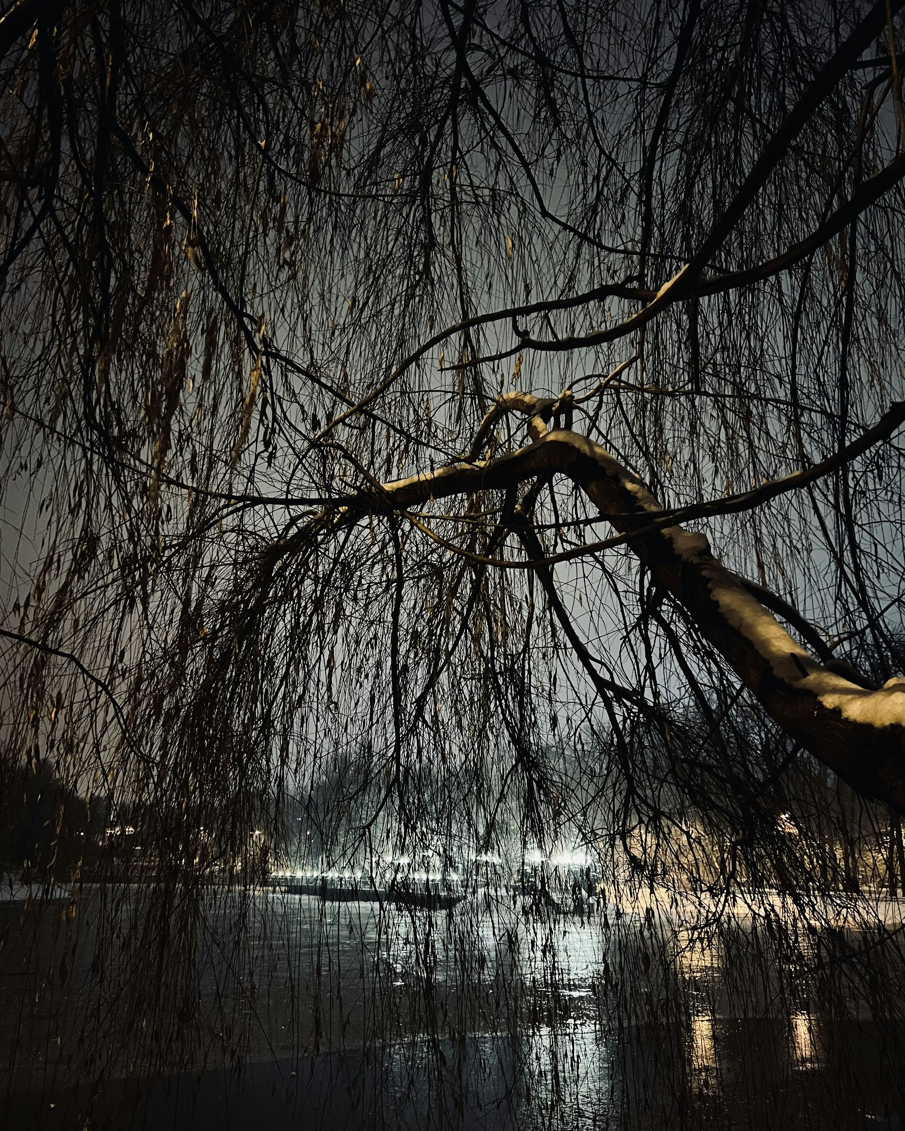 A tree branch hanging over a body of water photo – Free Black lake ...