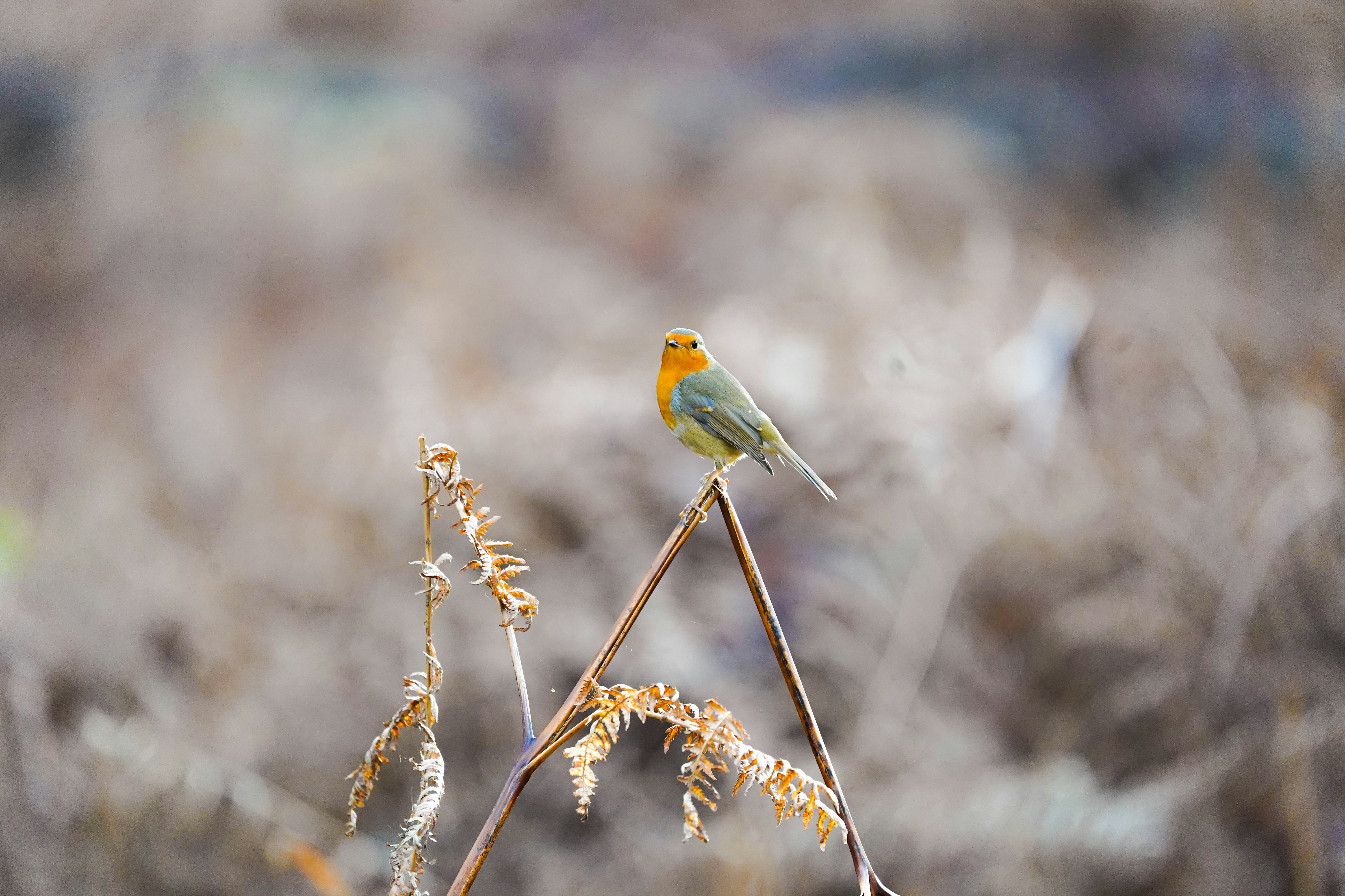 Tiny Ember on a Perch: A Wisp of Color in Autumn Light