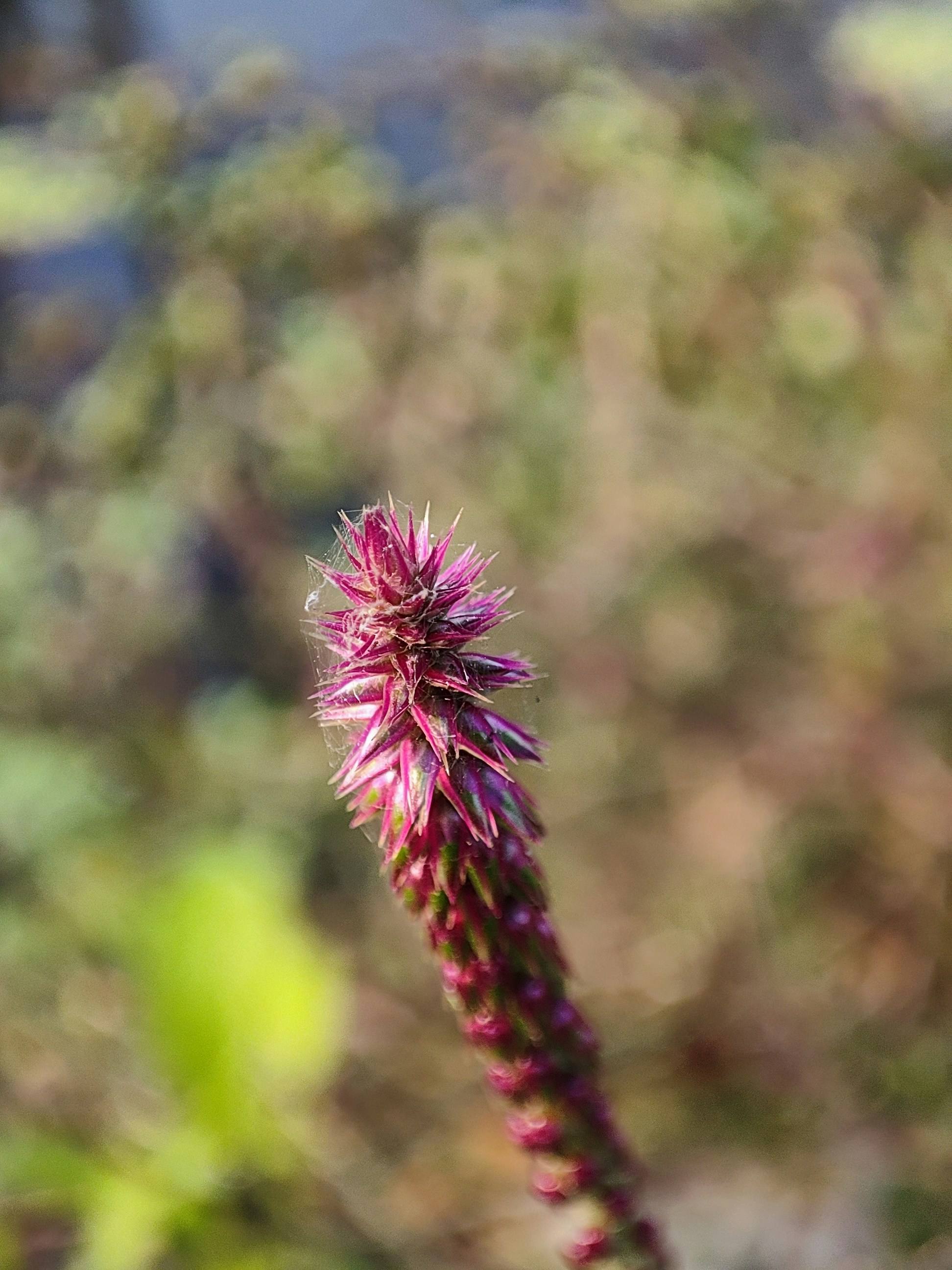 Close-up photograph of a pink spiky flower against a softly blurred natural background. The composition emphasizes texture and color with shallow depth of field.