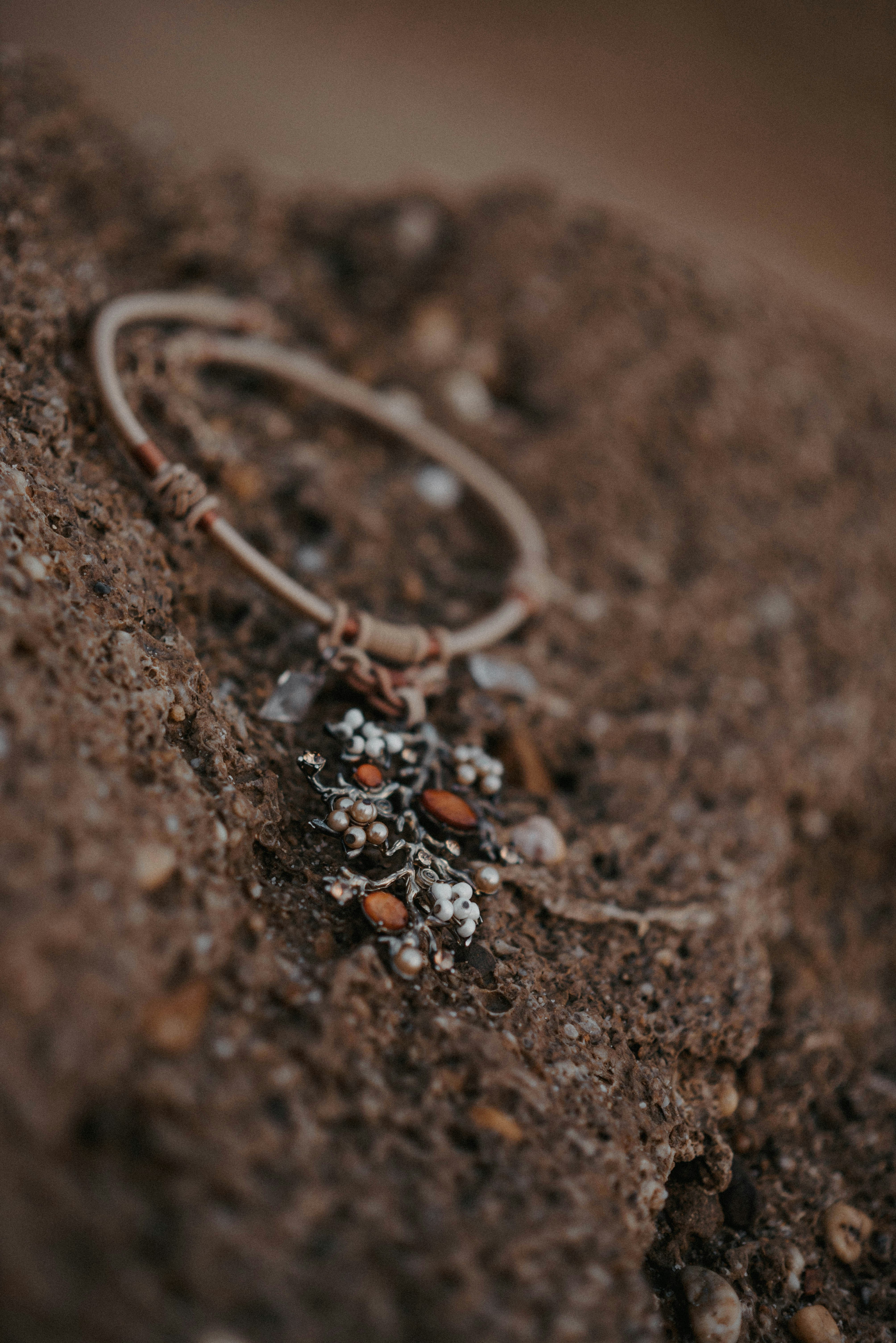 a close up of a plant growing out of a rock