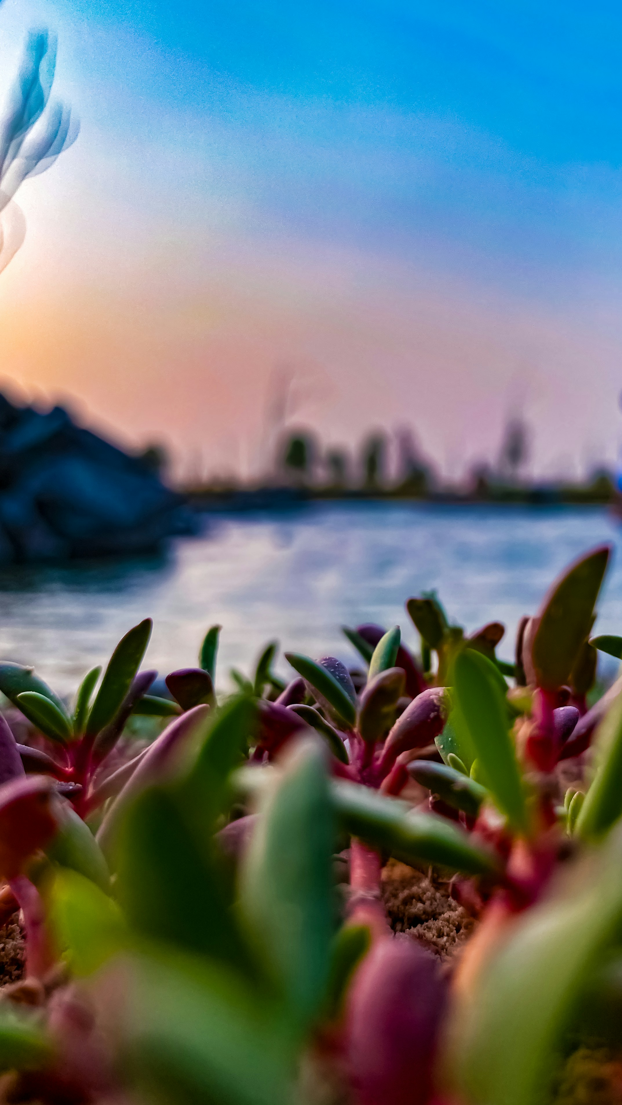 Dusk Over the Shore: Succulent Framing a Quiet Sunset