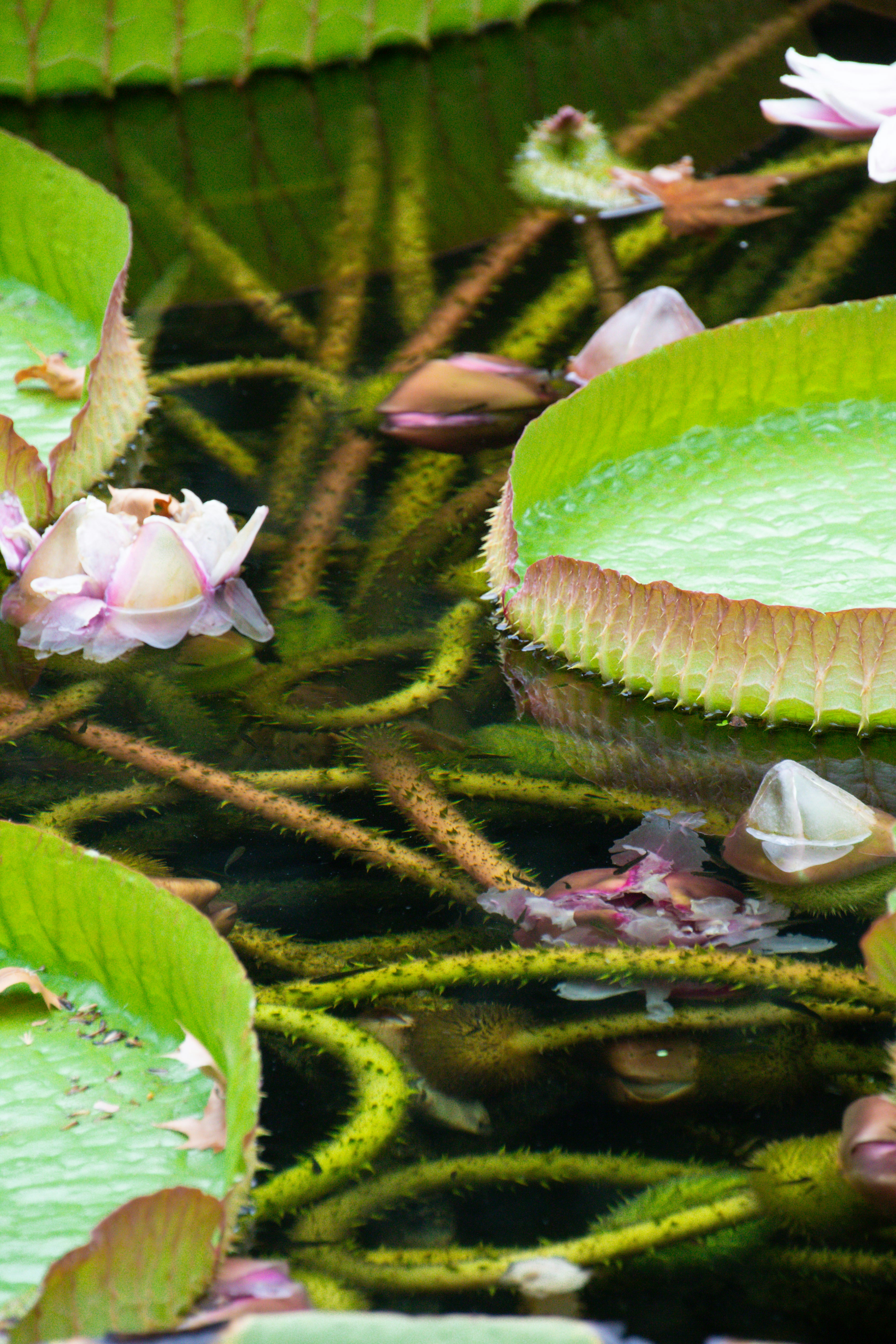 Floating lily pads and delicate blossoms create a serene aquatic landscape, reflecting nature's tranquility.