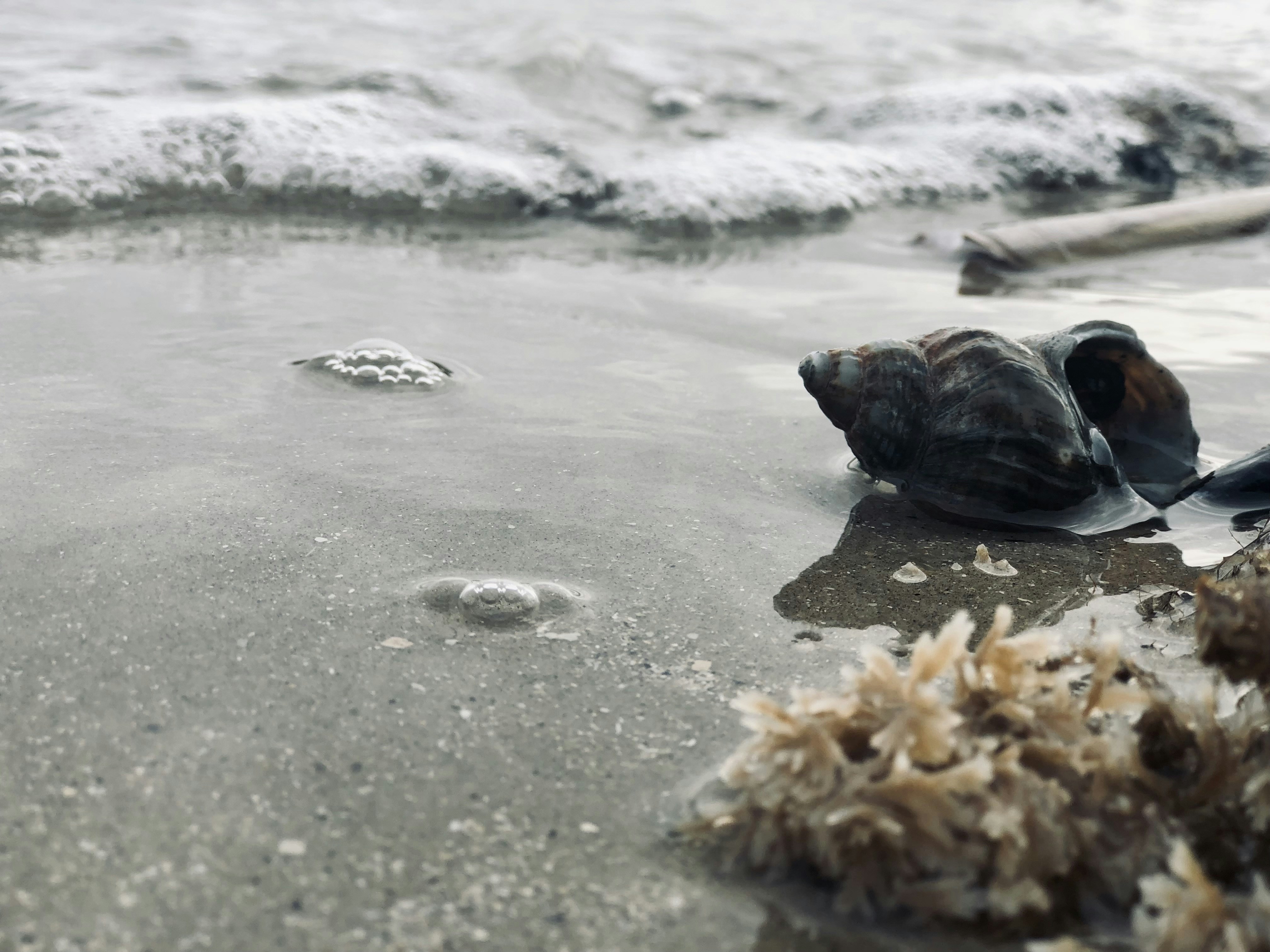 A couple of sea shells on a beach next to the ocean photo – Free Nature ...