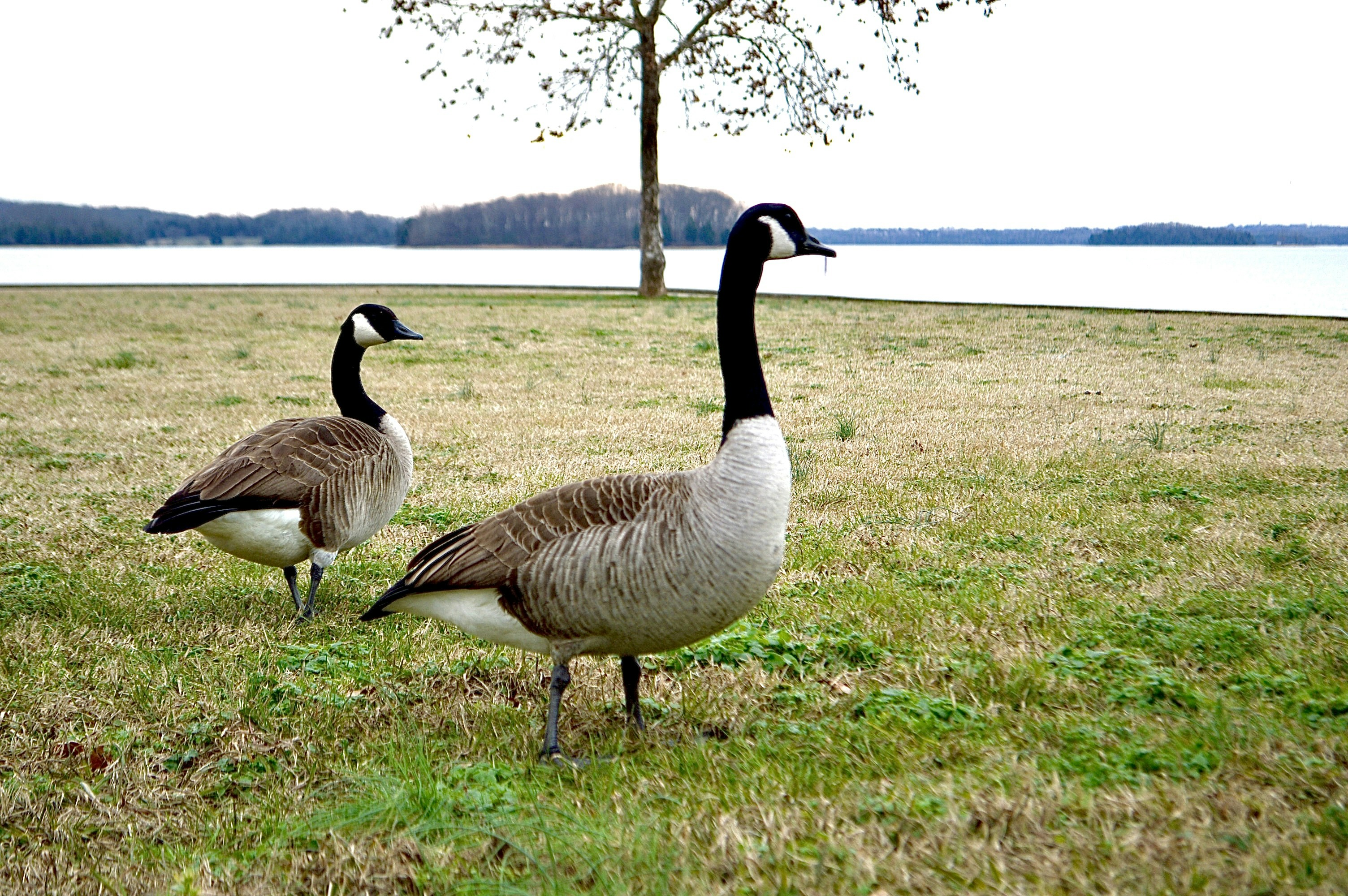 Lakeside Pause: Two Canada Geese on a Sunlit Grassy Shore