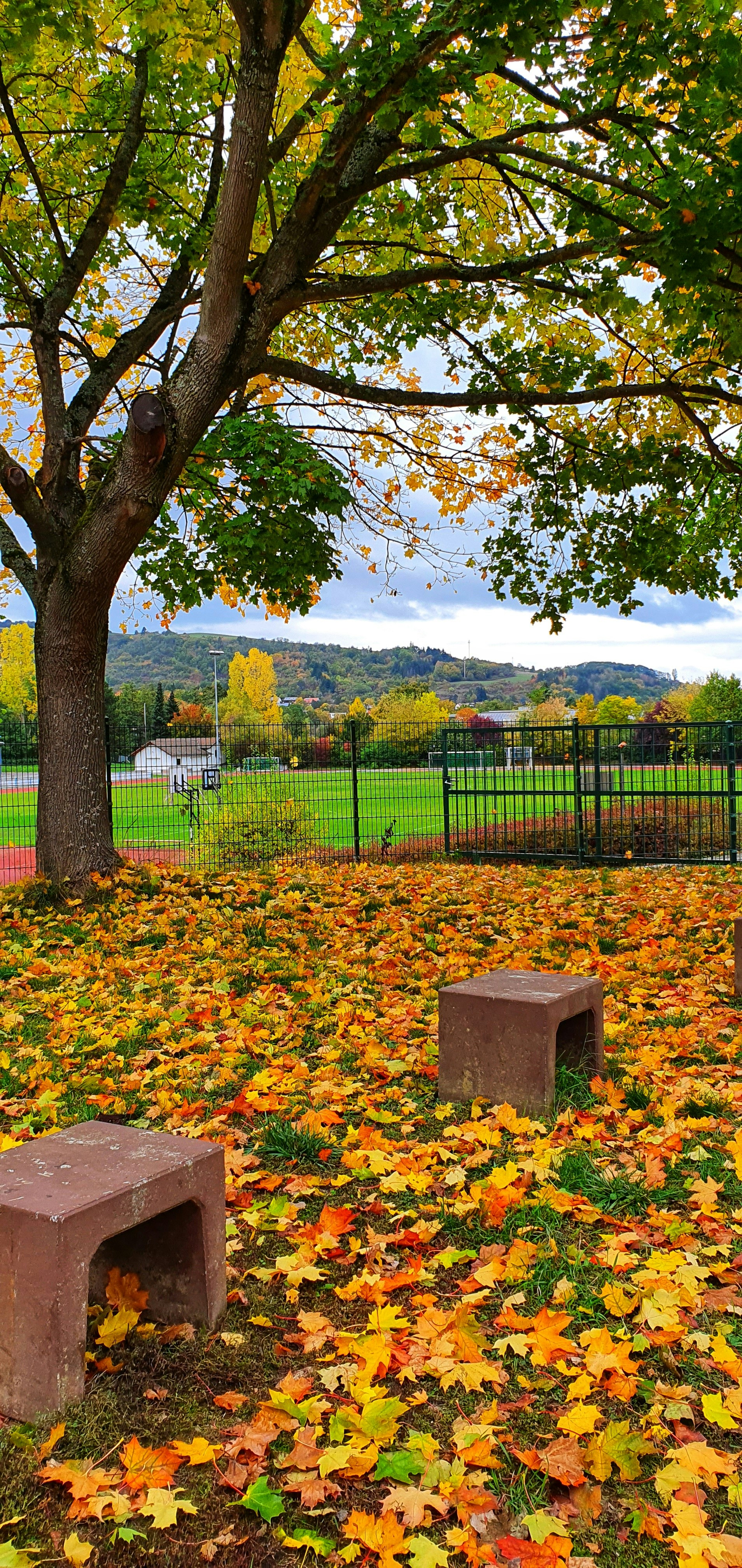 Autumn's Frame: The Gnarled Tree and a Carpet of Gold