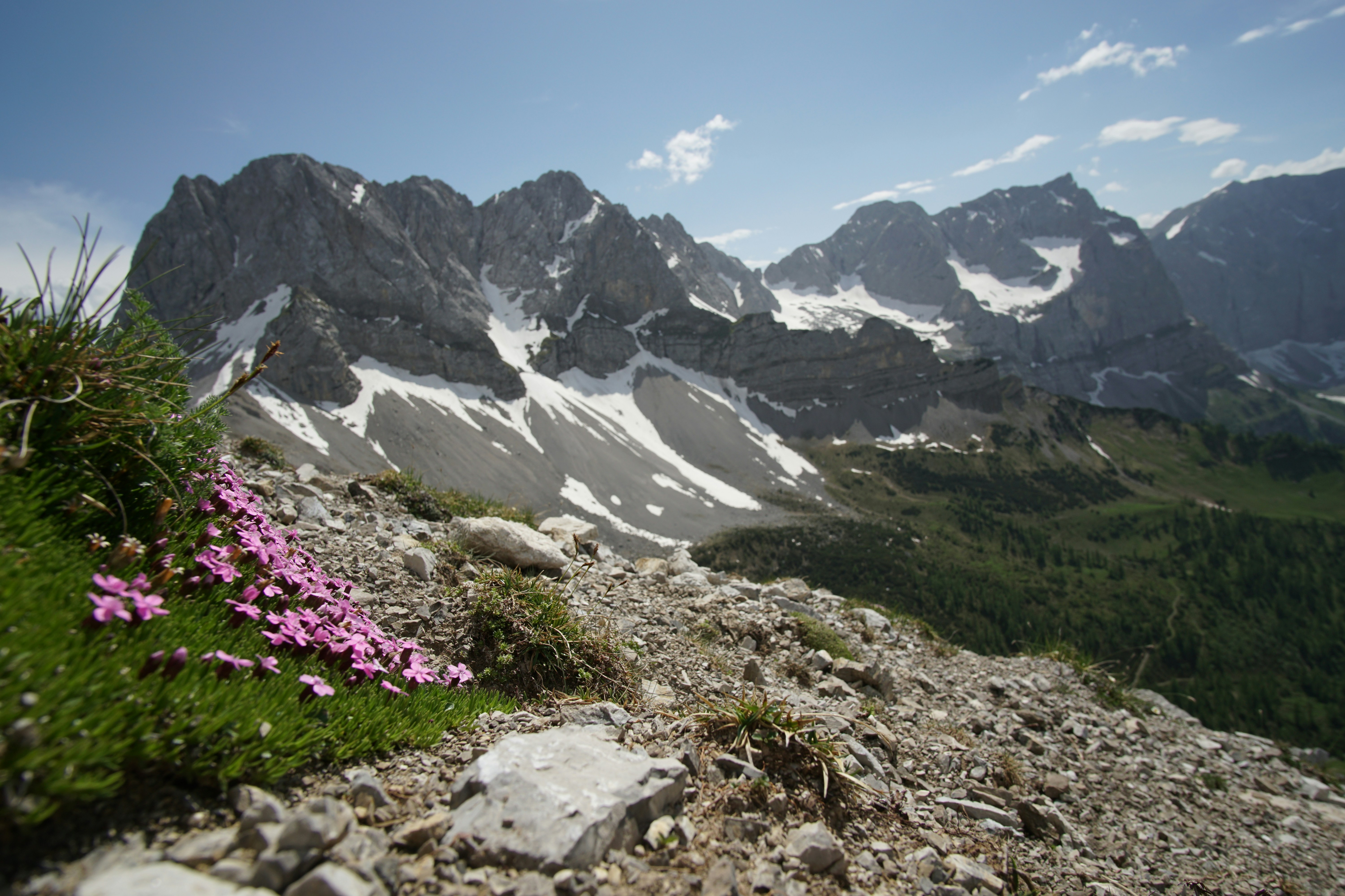 Flowers Mountain Pictures | Download Free Images on Unsplash