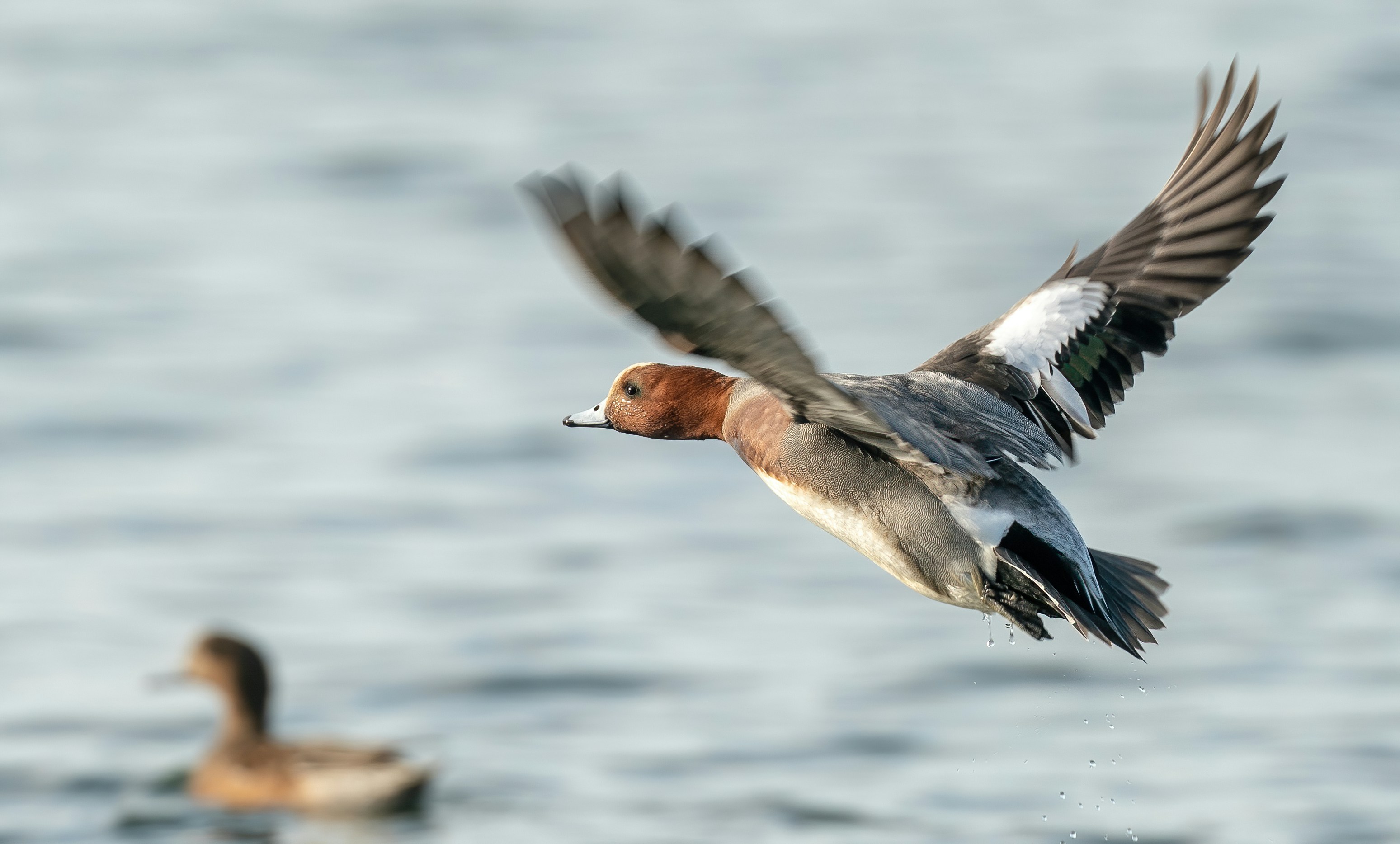Foto Un pato volando sobre un cuerpo de agua – Imagen Pájaro gratis en ...