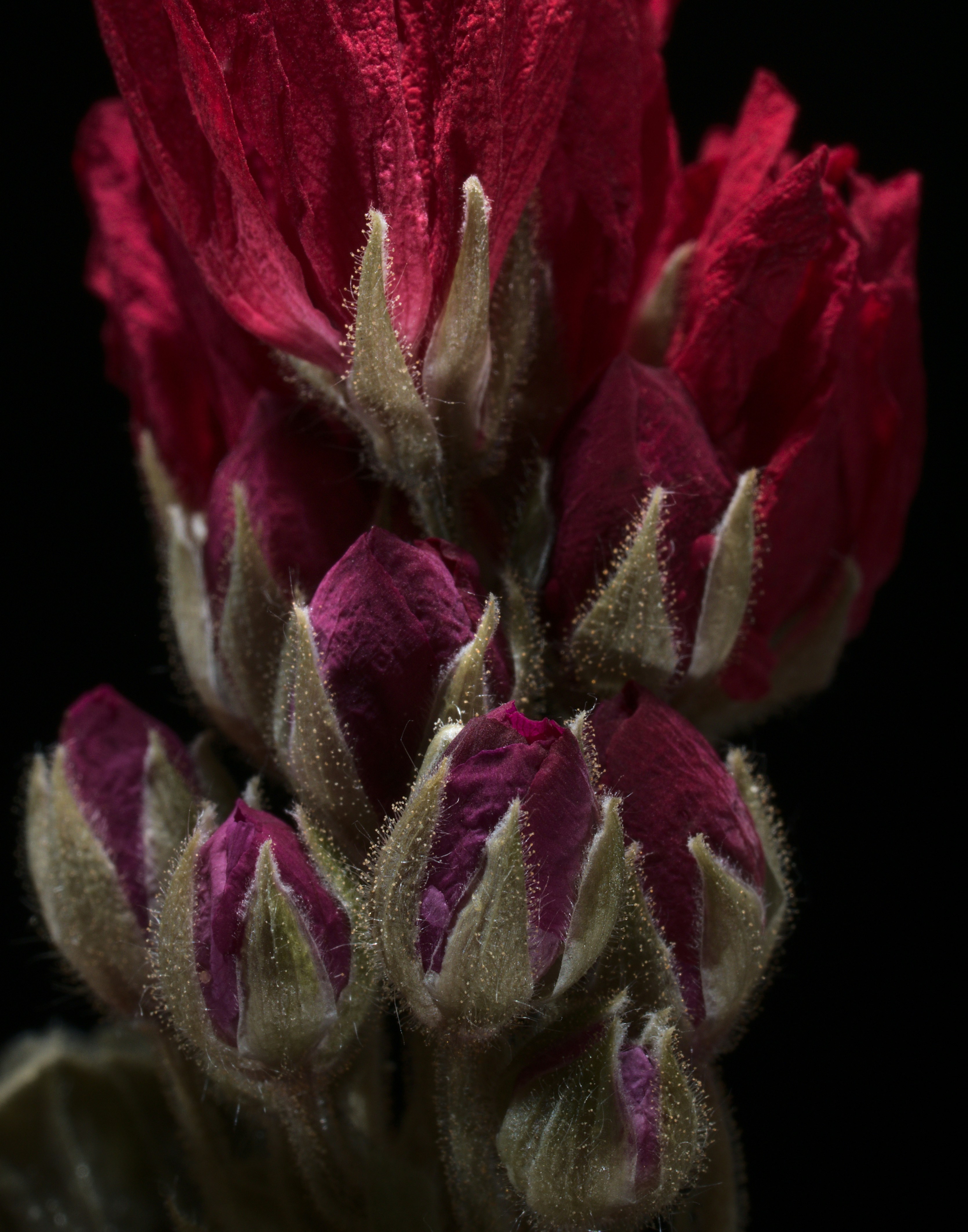 Vibrant red blooms of a Geranium defy frost, contrasting against a dark background.