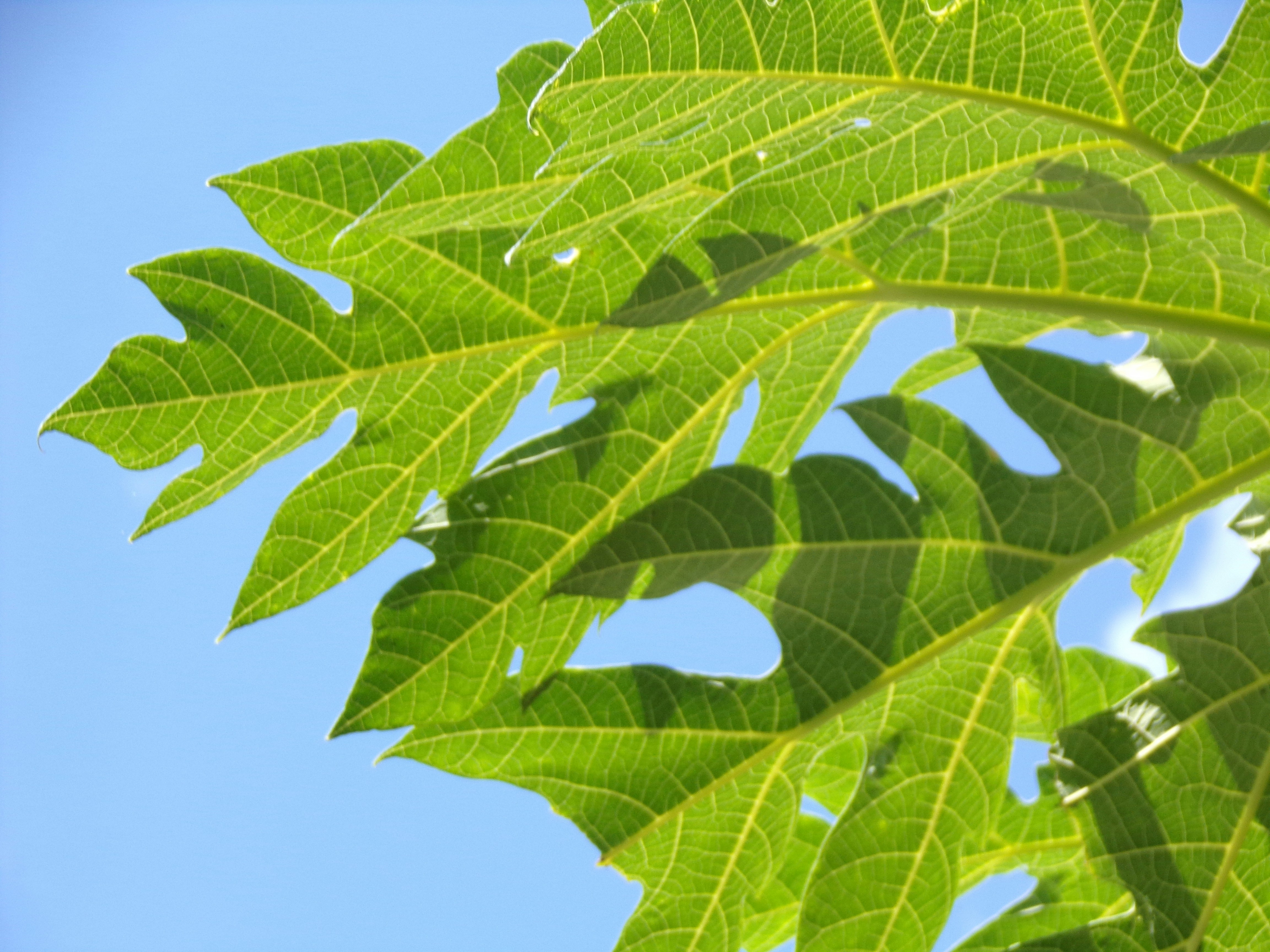 Sunlit Leaf Veins: A CID of Green Canopy Against Sky