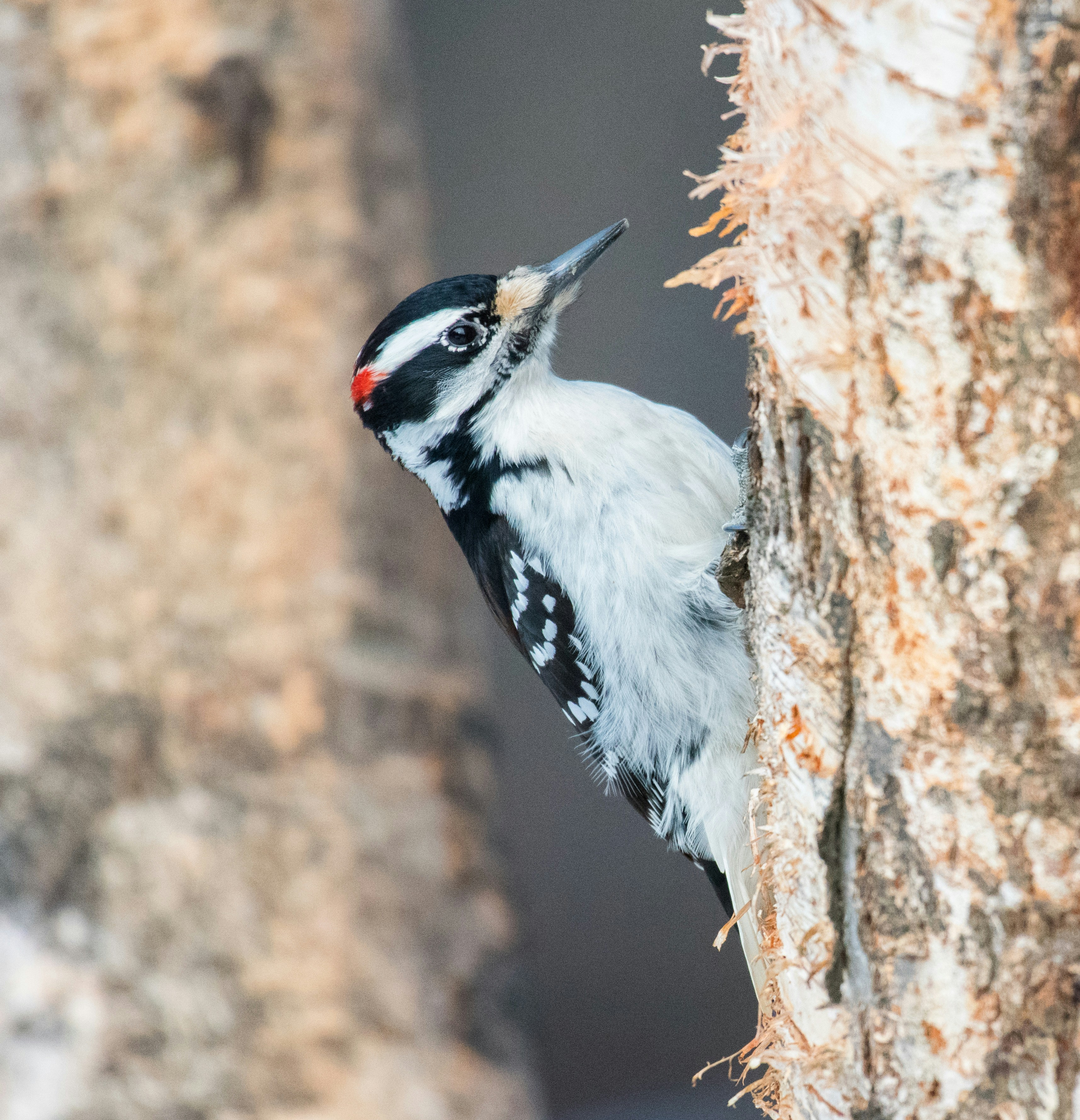 Un petit oiseau perché sur le flanc d’un arbre photo – Image gratuite ...