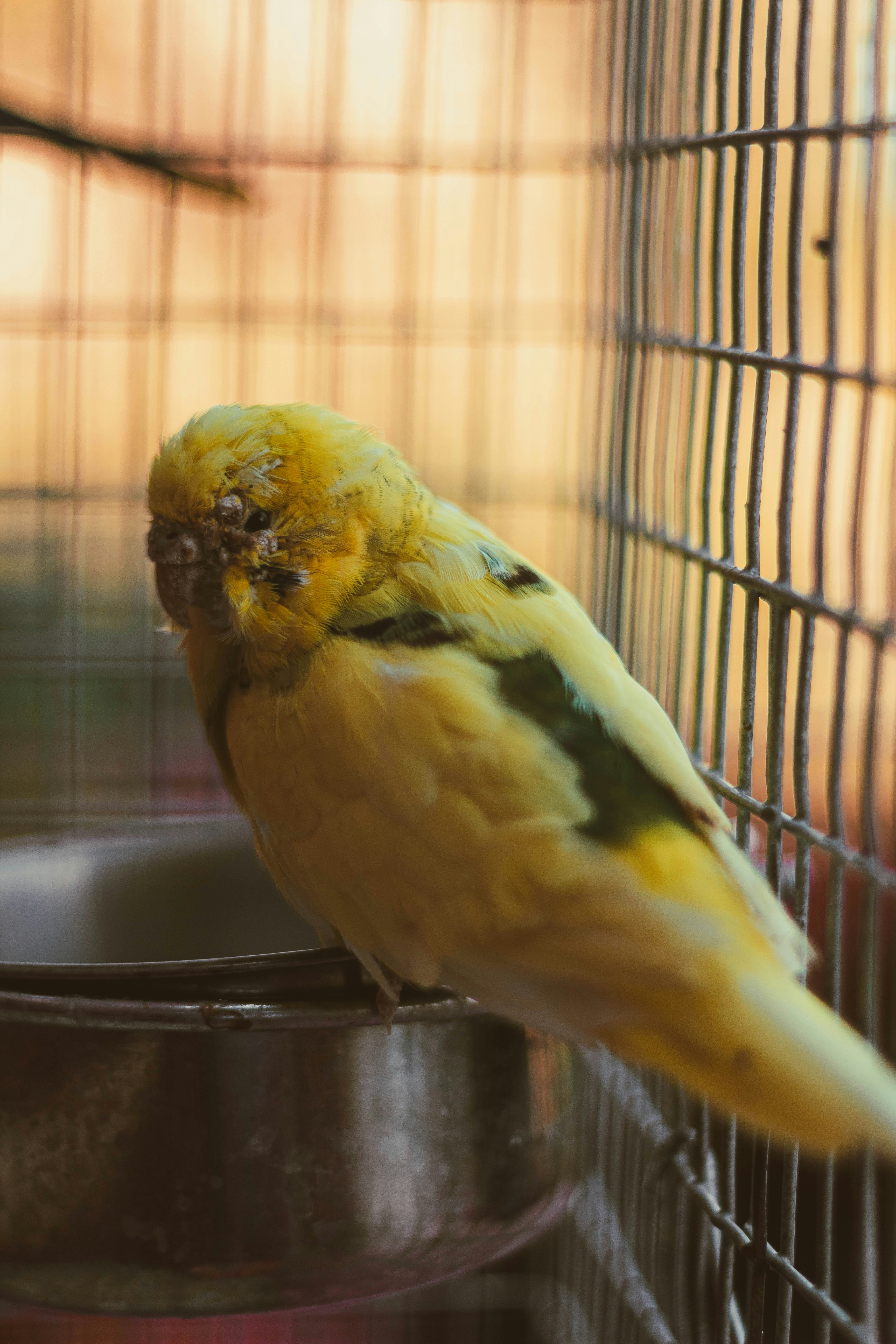 A vibrant yellow bird perched beside a feeding bowl within its cage, showcasing its colorful feathers against the mesh background.