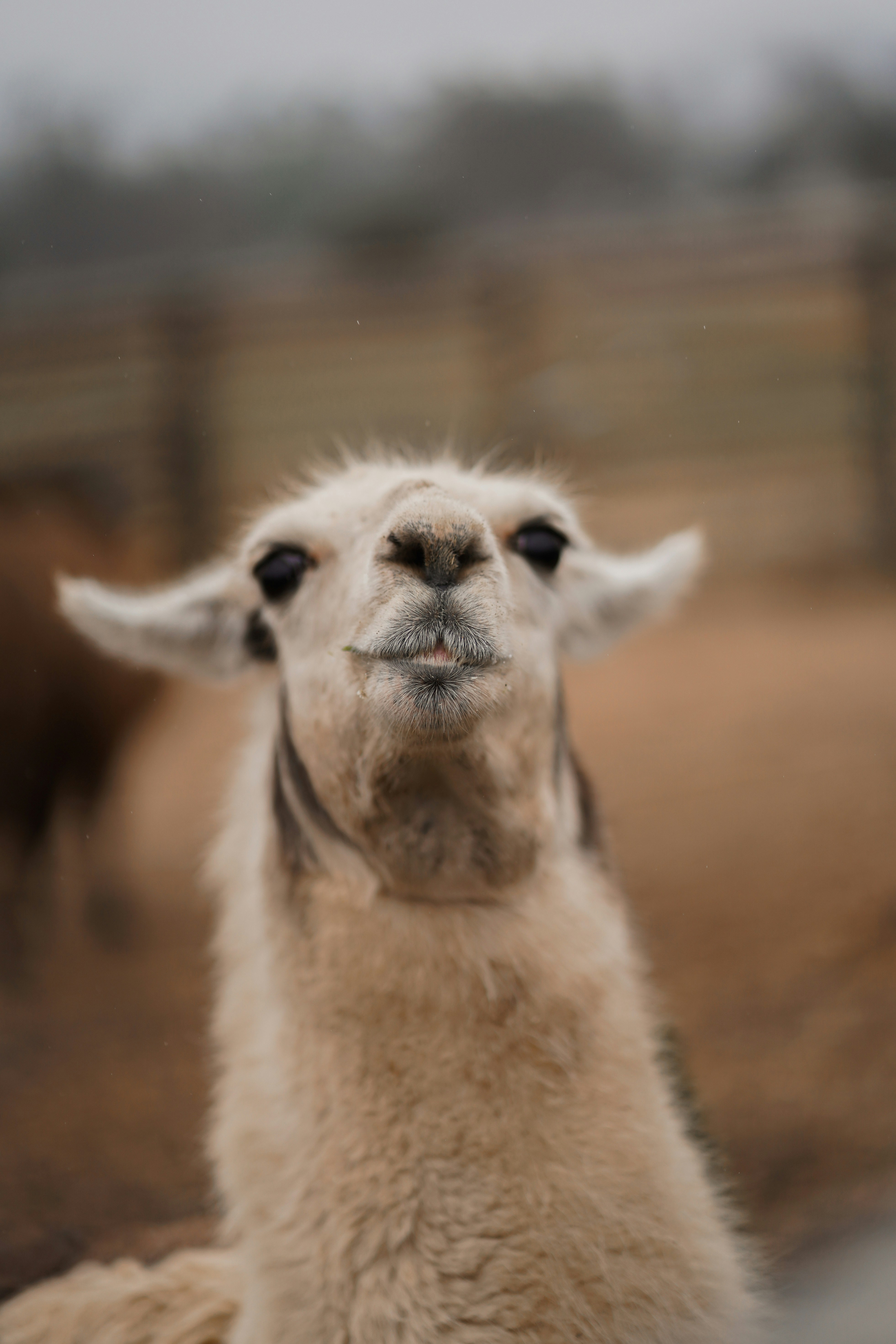 Un gros plan d’un lama dans une zone clôturée photo – Photo Amérique ...